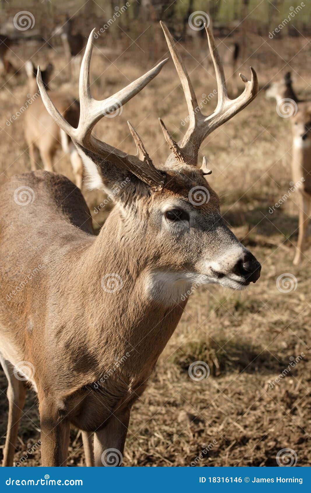 Mature whitetail buck stock photo. Image of dominant - 18316146