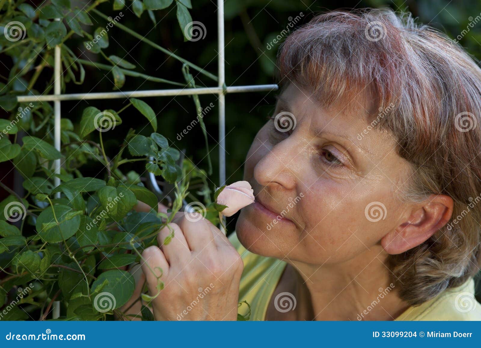 Mature Woman Smelling a Rose Stock Photo - Image of green, hobby: 33099204