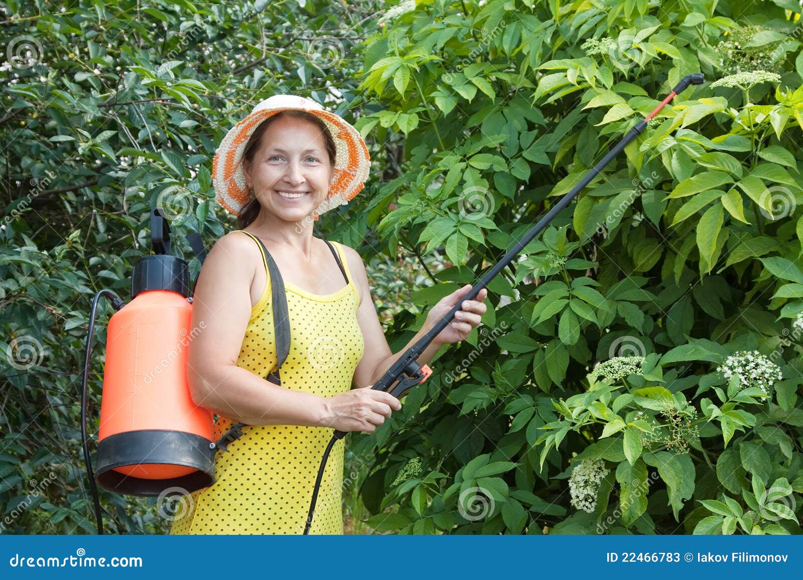 Mature Woman Spraying Plant Stock Image - Image of spray, exterminator ...