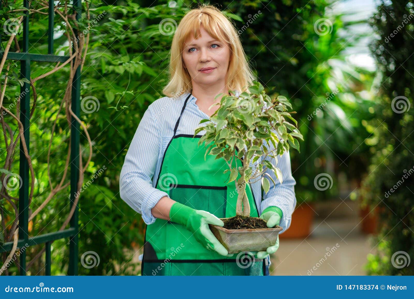 Mature Woman Working in a Botanical Garden Stock Photo - Image of fern ...