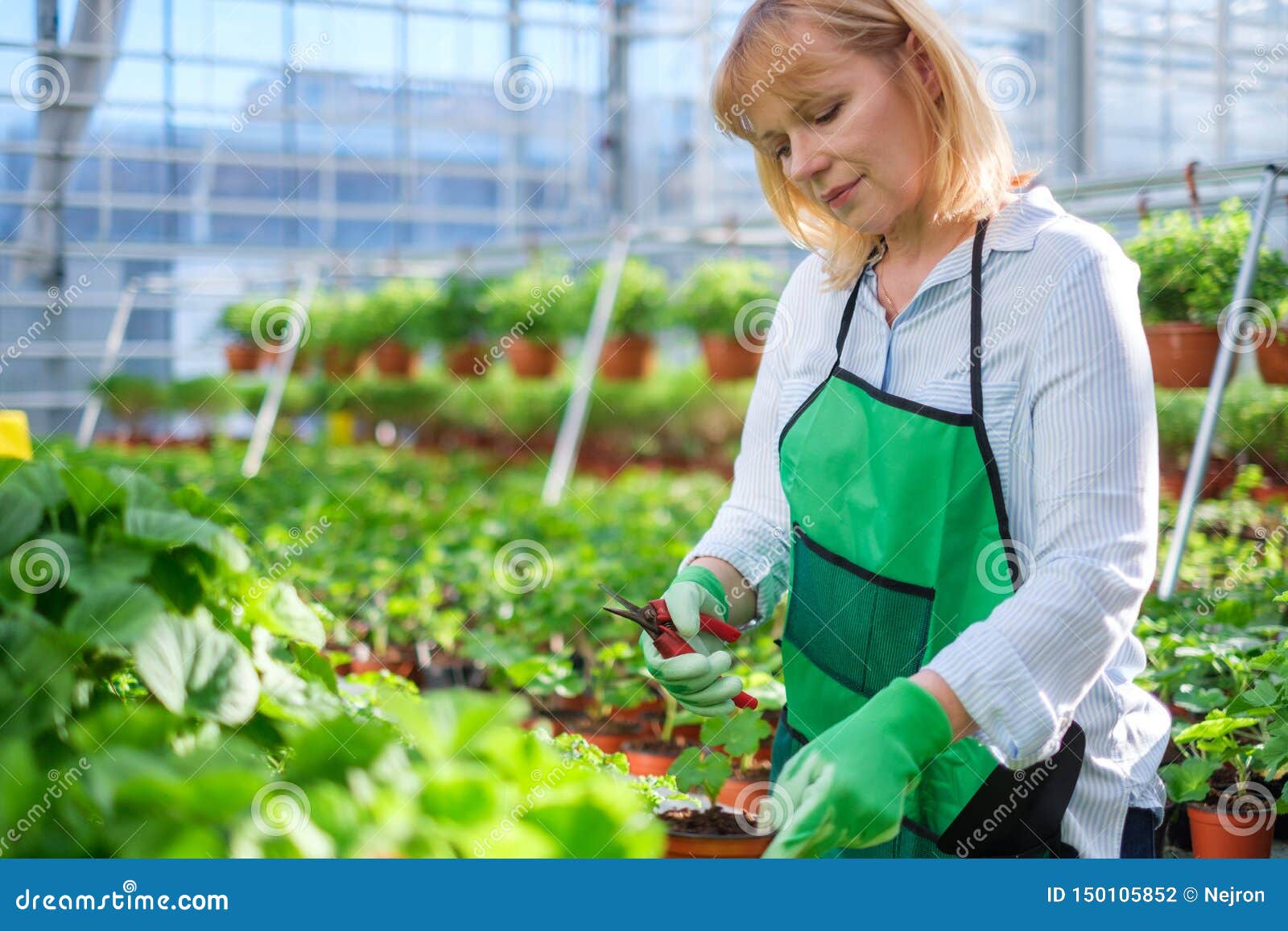 Mature Woman Working in a Botanical Garden Stock Photo - Image of ...