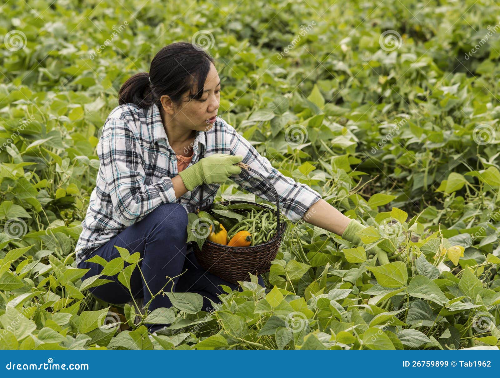 Mature Women Selecting Beans in Field Stock Image - Image of outdoor ...