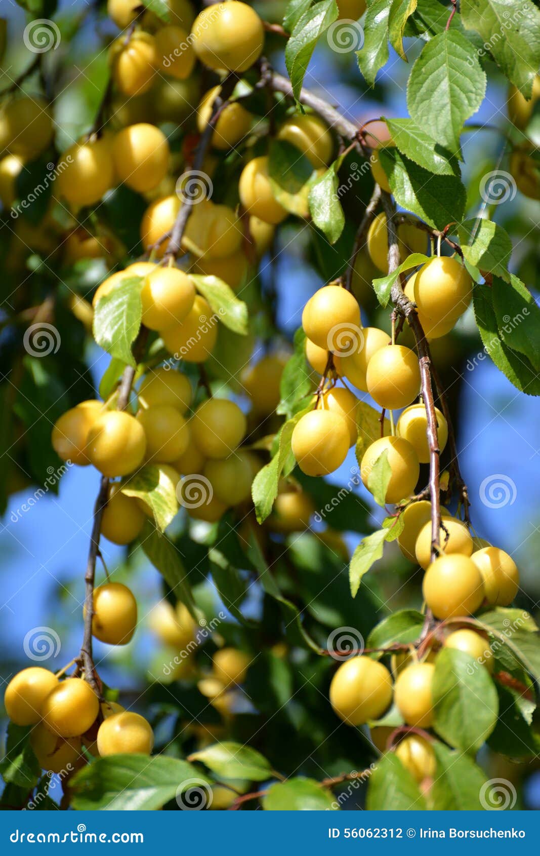 Mature Yellow Cherry Plum (Prunus Cerasifera) Stock Photography ...