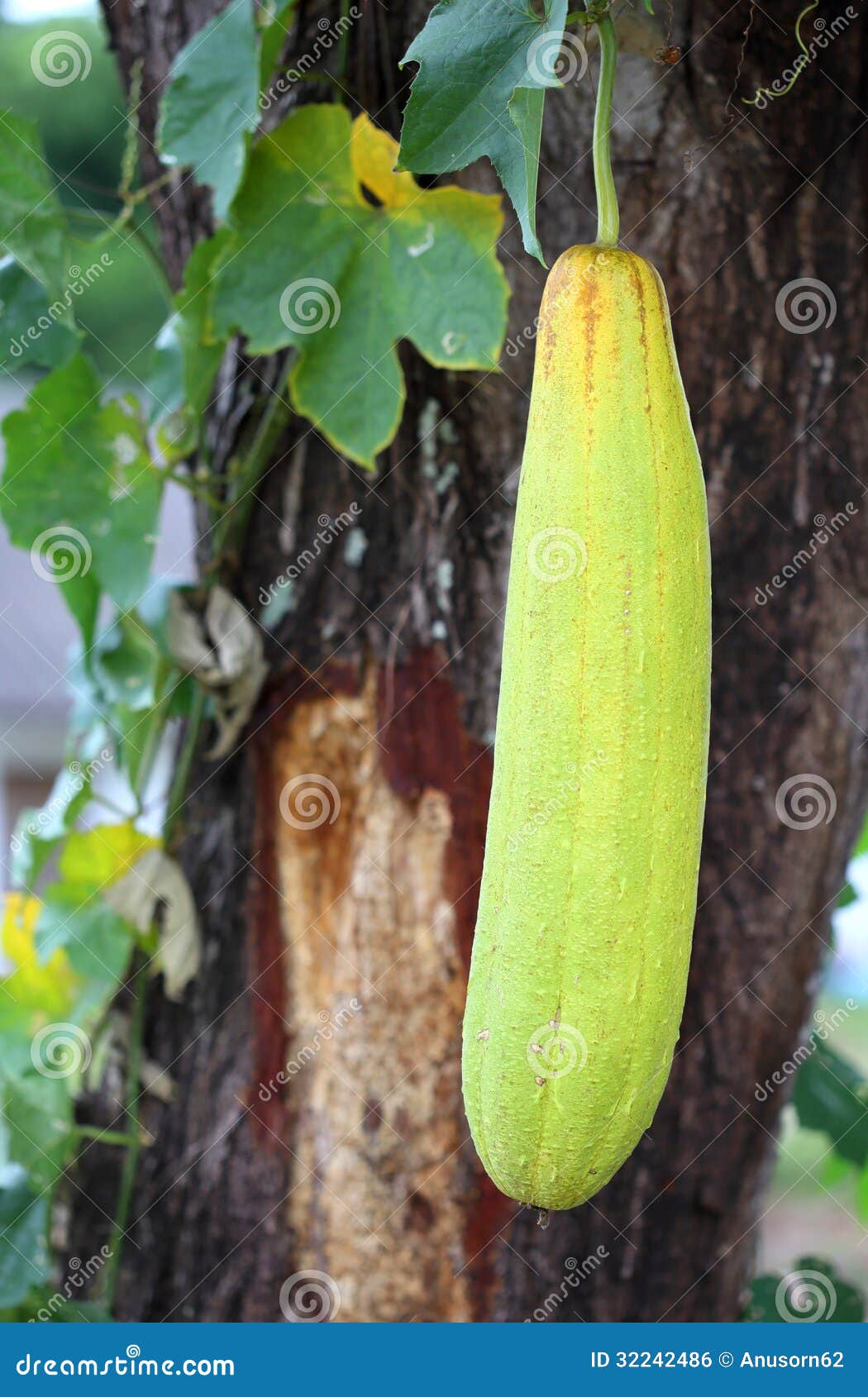 Mature zucchini stock photo. Image of country, field - 32242486