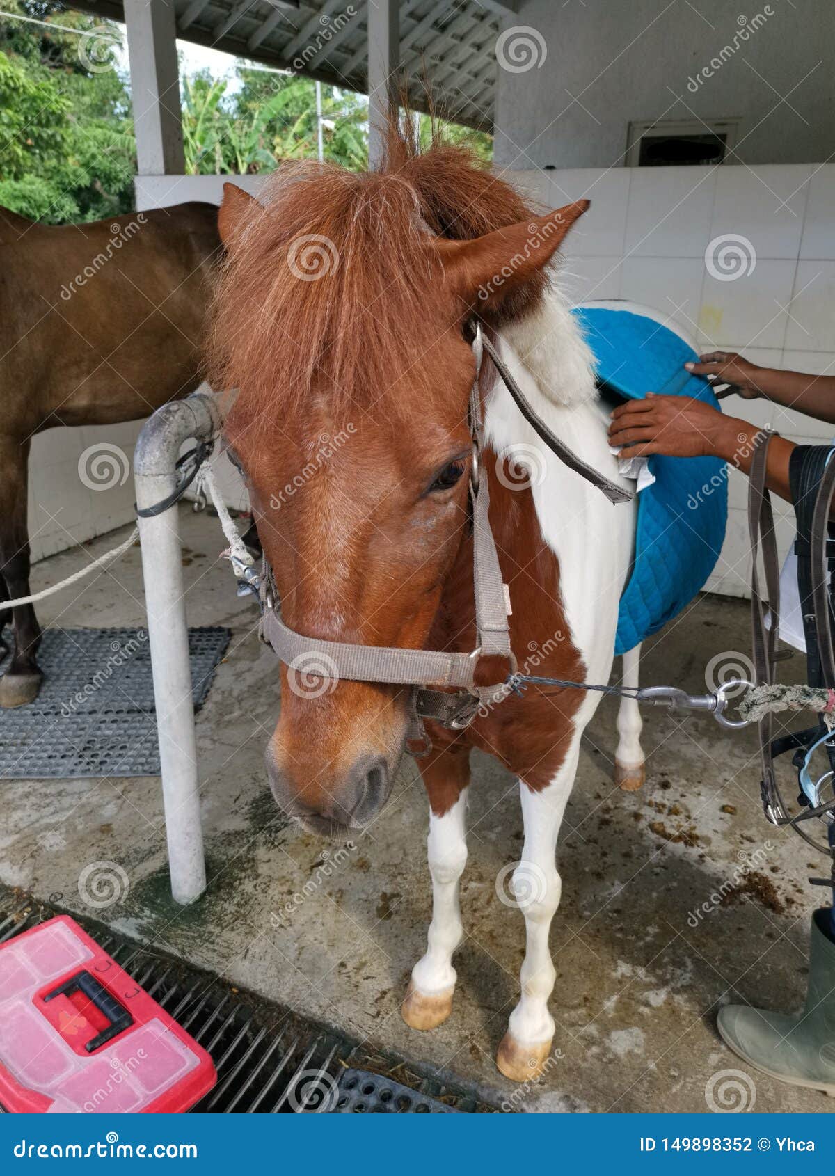 A Matured Pony Getting Ready for Its Ride Stock Photo - Image of home ...