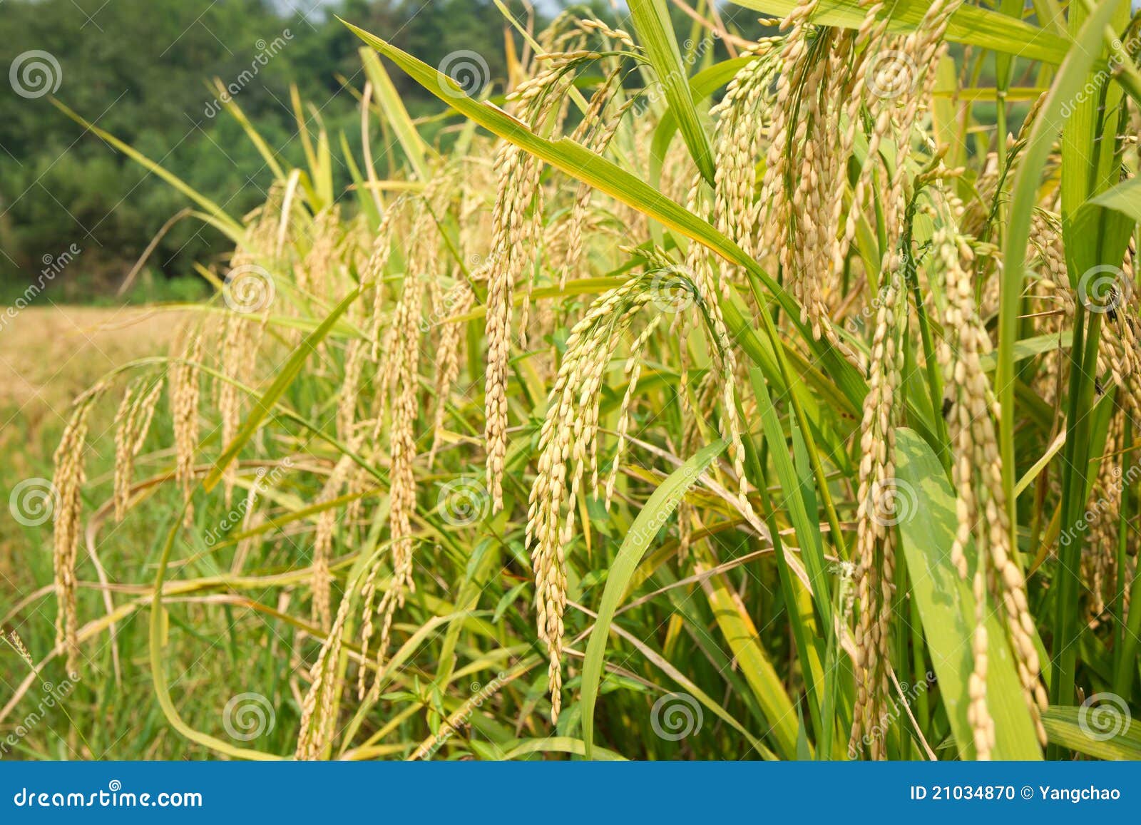 Matured rice ear stock photo. Image of growth, growing - 21034870