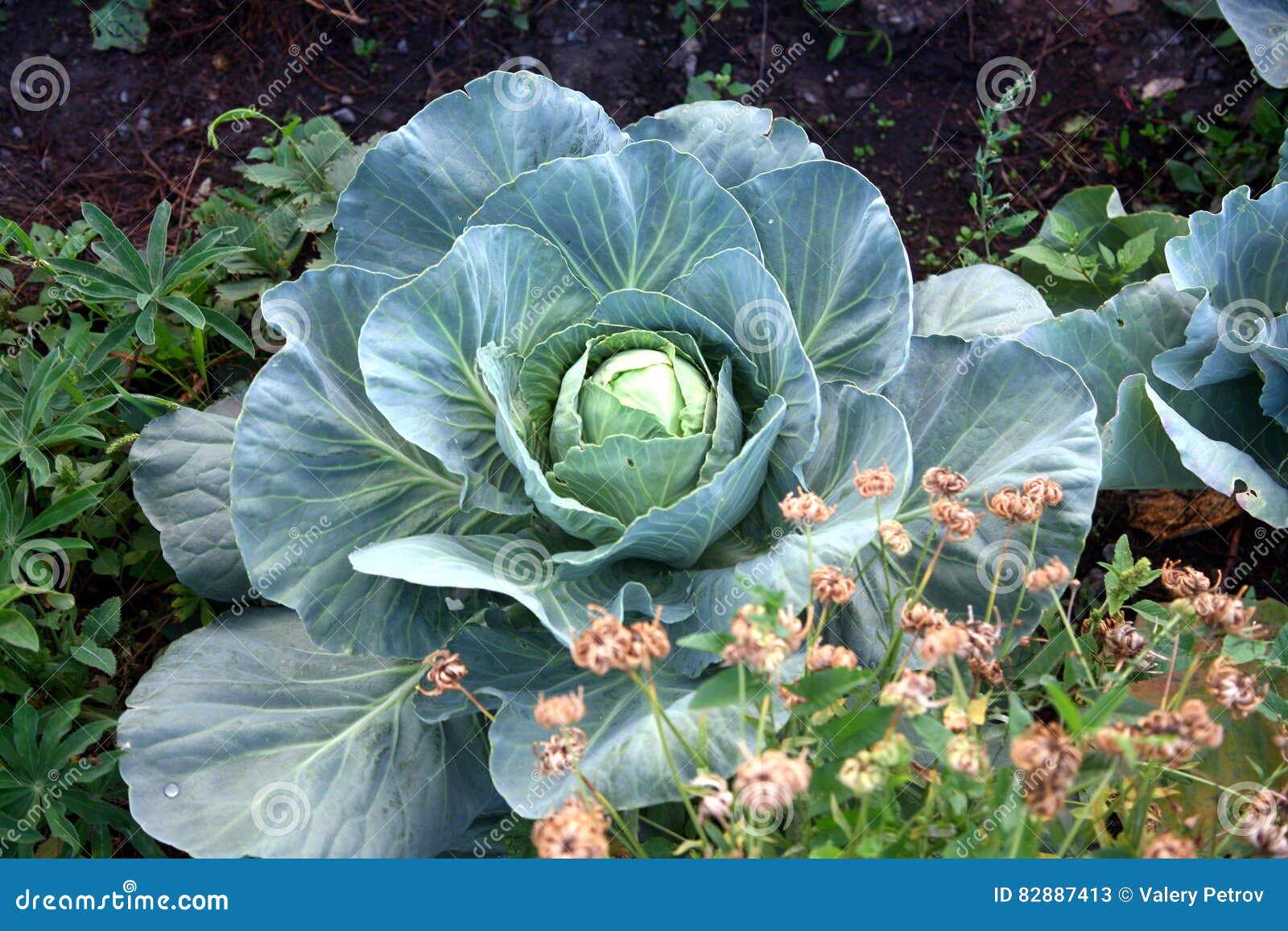 Matures Cabbage Stock Photos - Free & Royalty-Free Stock Photos from ...