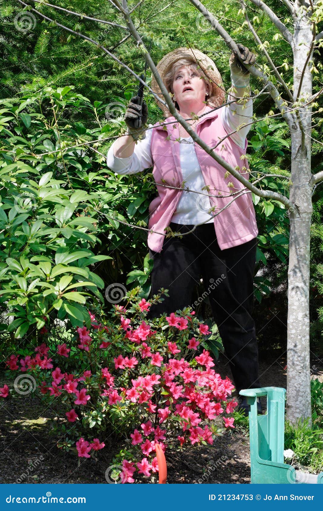Maturew Woman Pruning a Tree Stock Image - Image of hobby, maple: 21234753