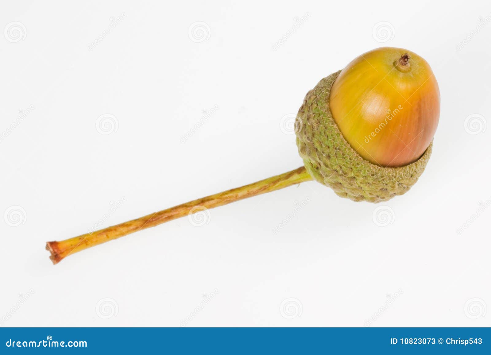 Maturing Acorn stock image. Image of botany, fruit, stem - 10823073