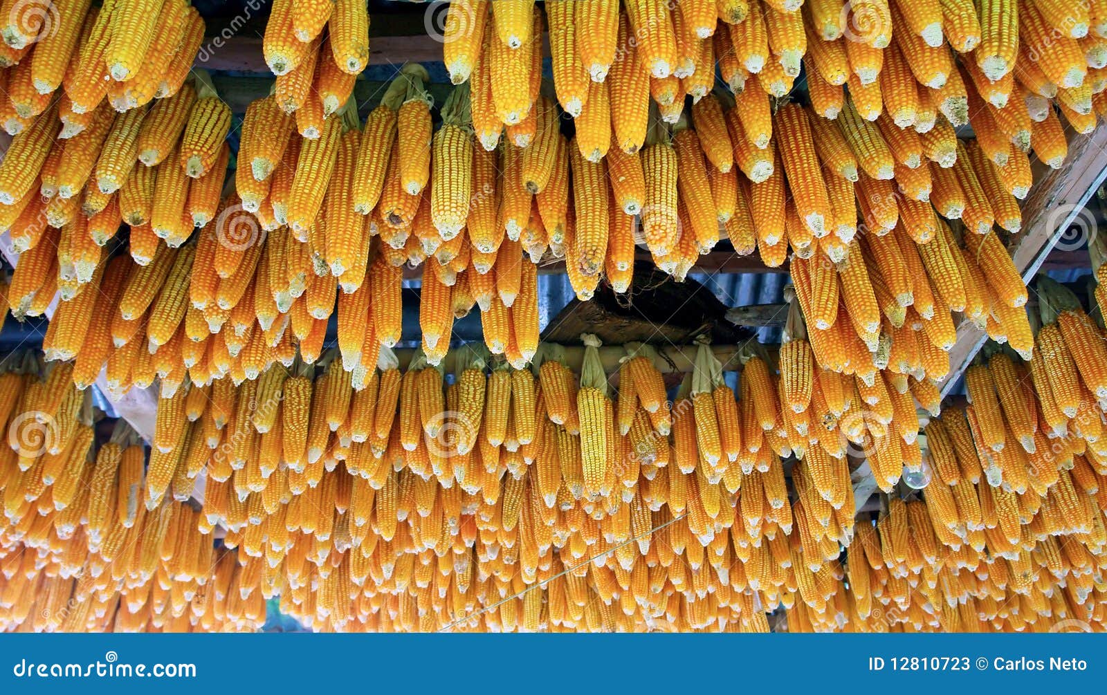 Maturing Corn, Traditional Nepalese Method. Stock Image - Image of ...