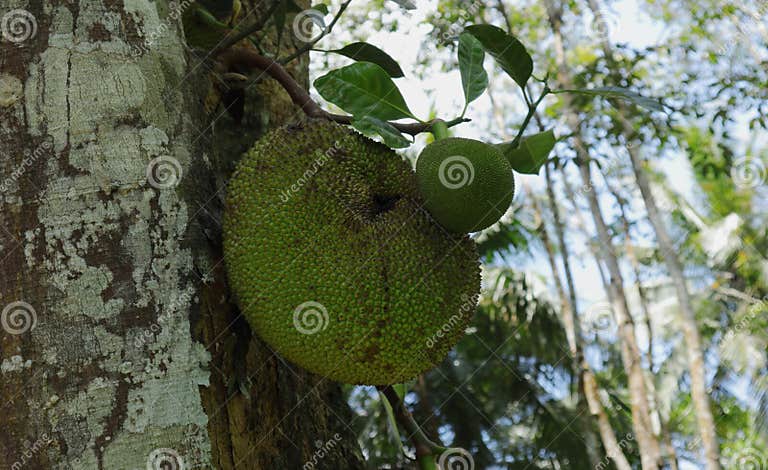 A Maturing and Damaged Jackfruit with a Tender Jackfruit Grow on a ...