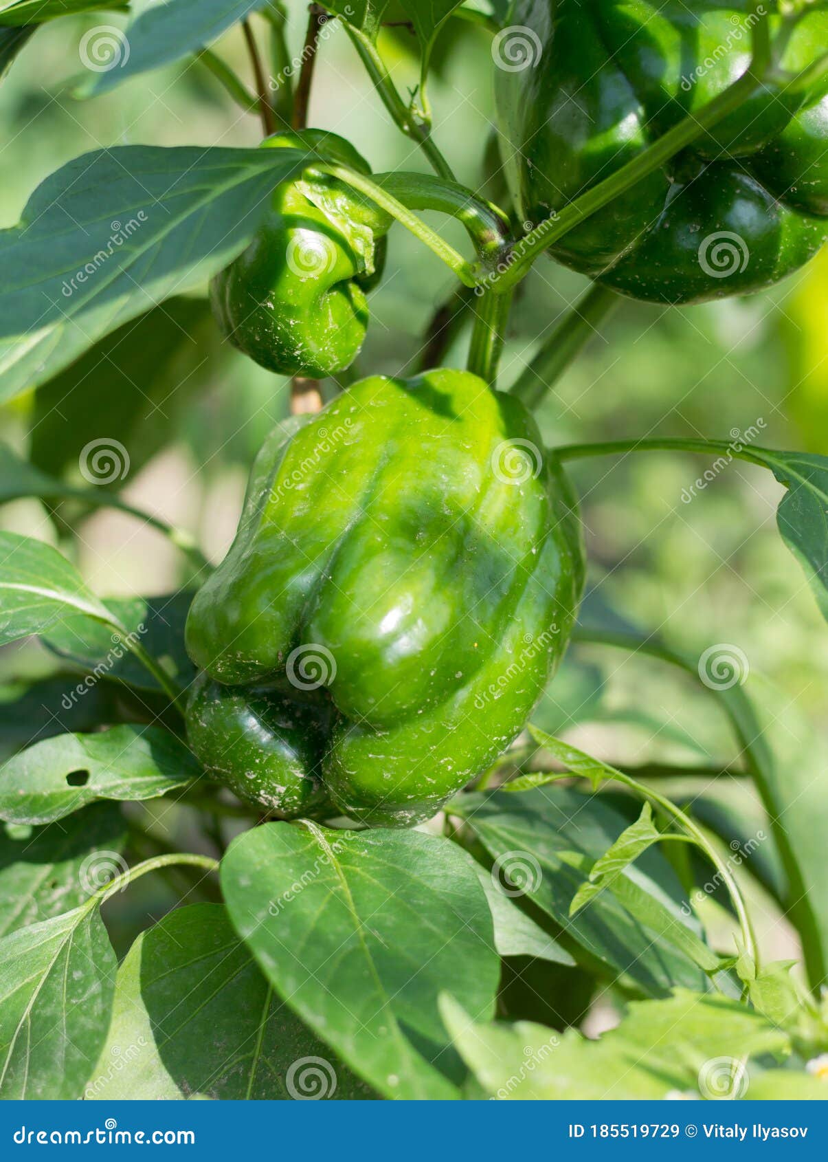 Maturing Pepper in the Garden Stock Image - Image of russia, ripe ...
