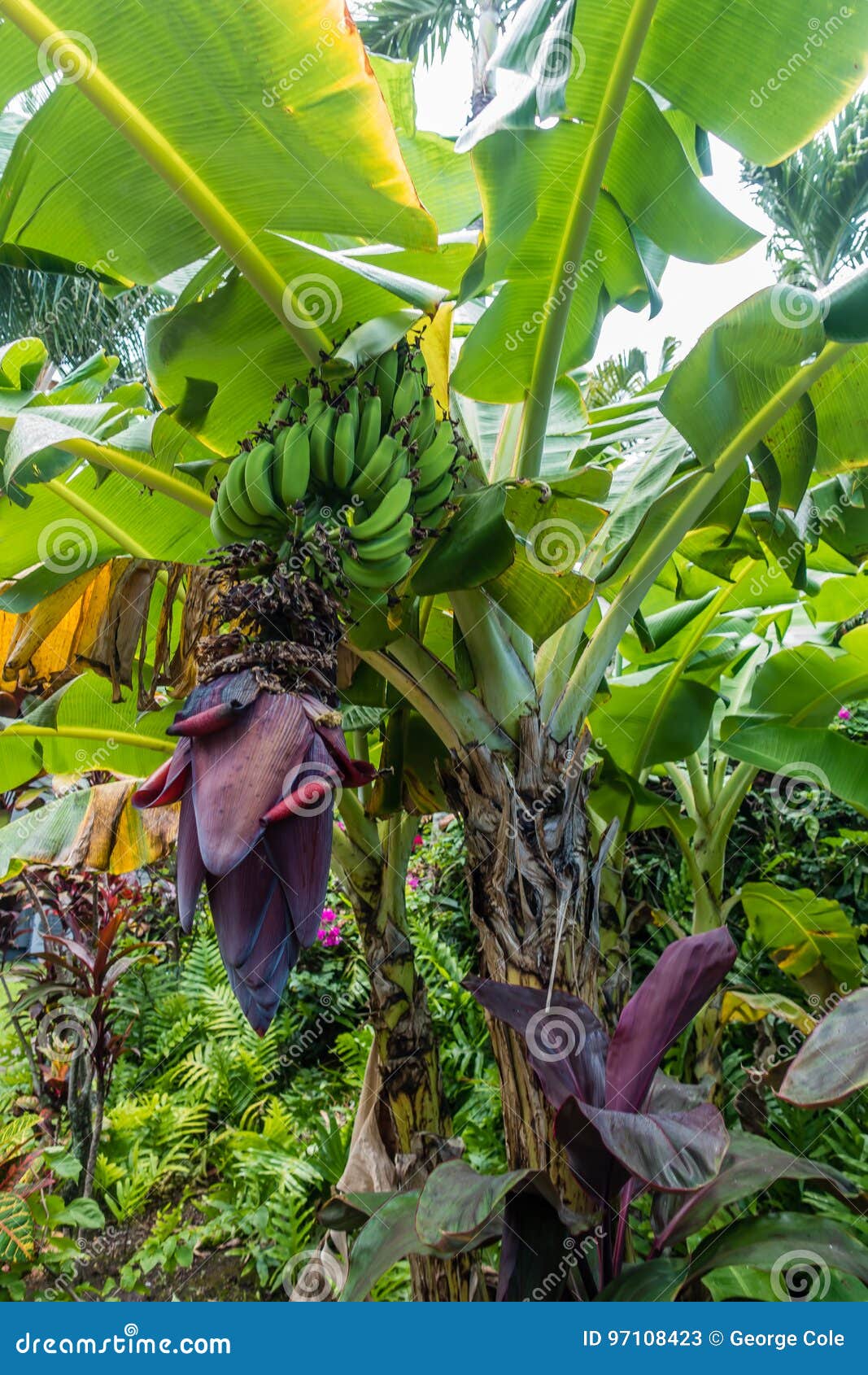 Maui Bananas stock image. Image of shot, fruit, nature - 97108423
