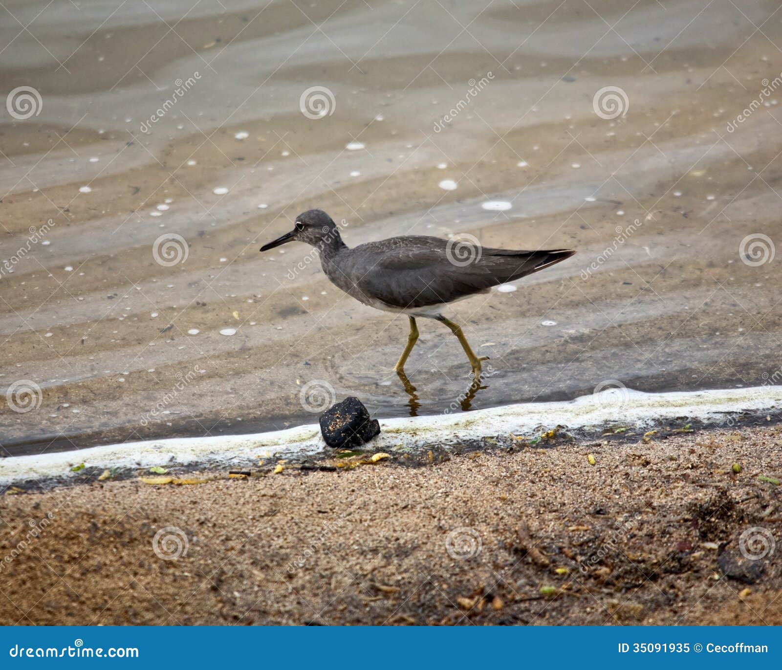 Maui Bird Royalty-Free Stock Image | CartoonDealer.com #30535396