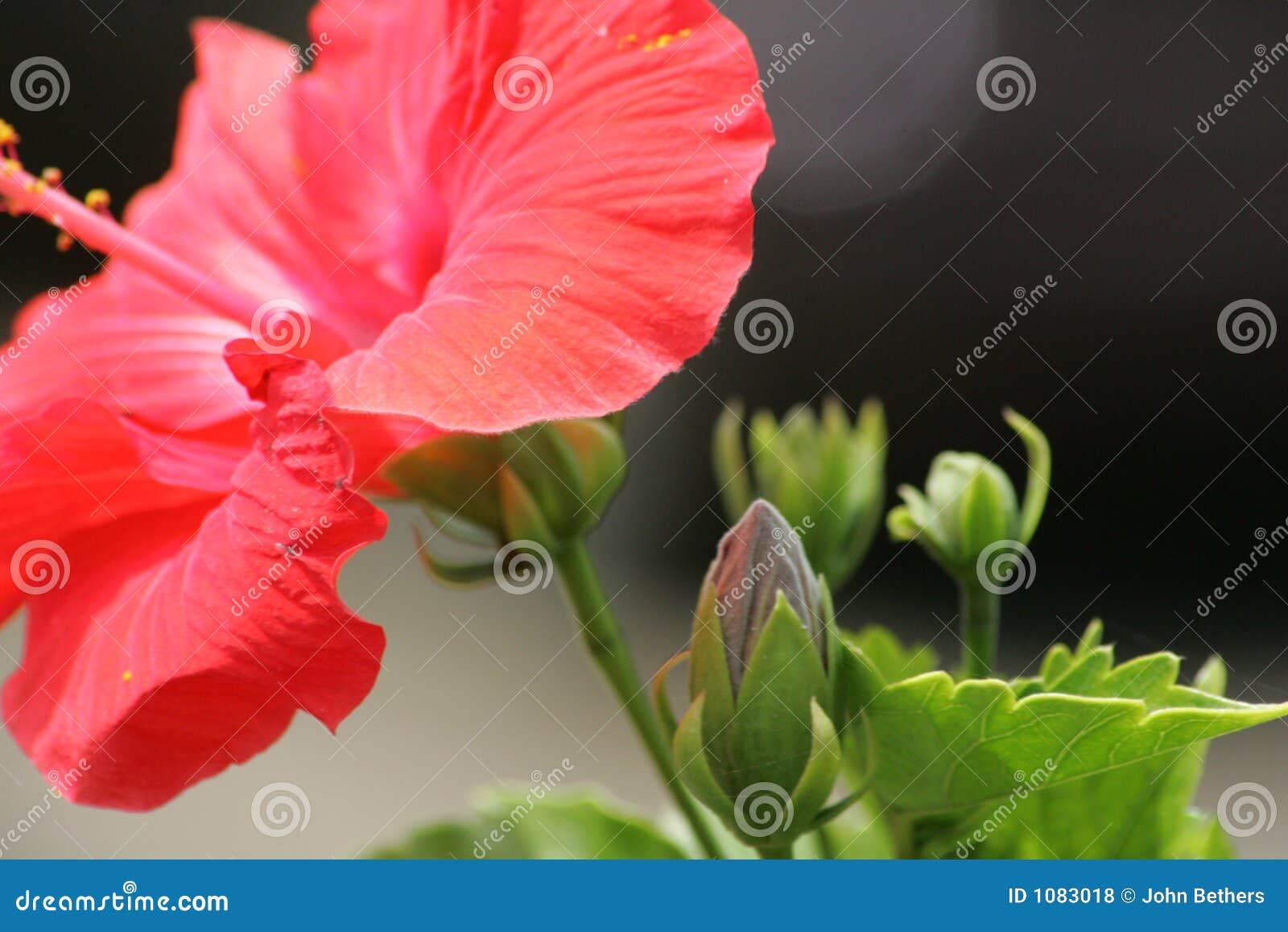 Maui flower stock photo. Image of hawaii, budding, tropical - 1083018