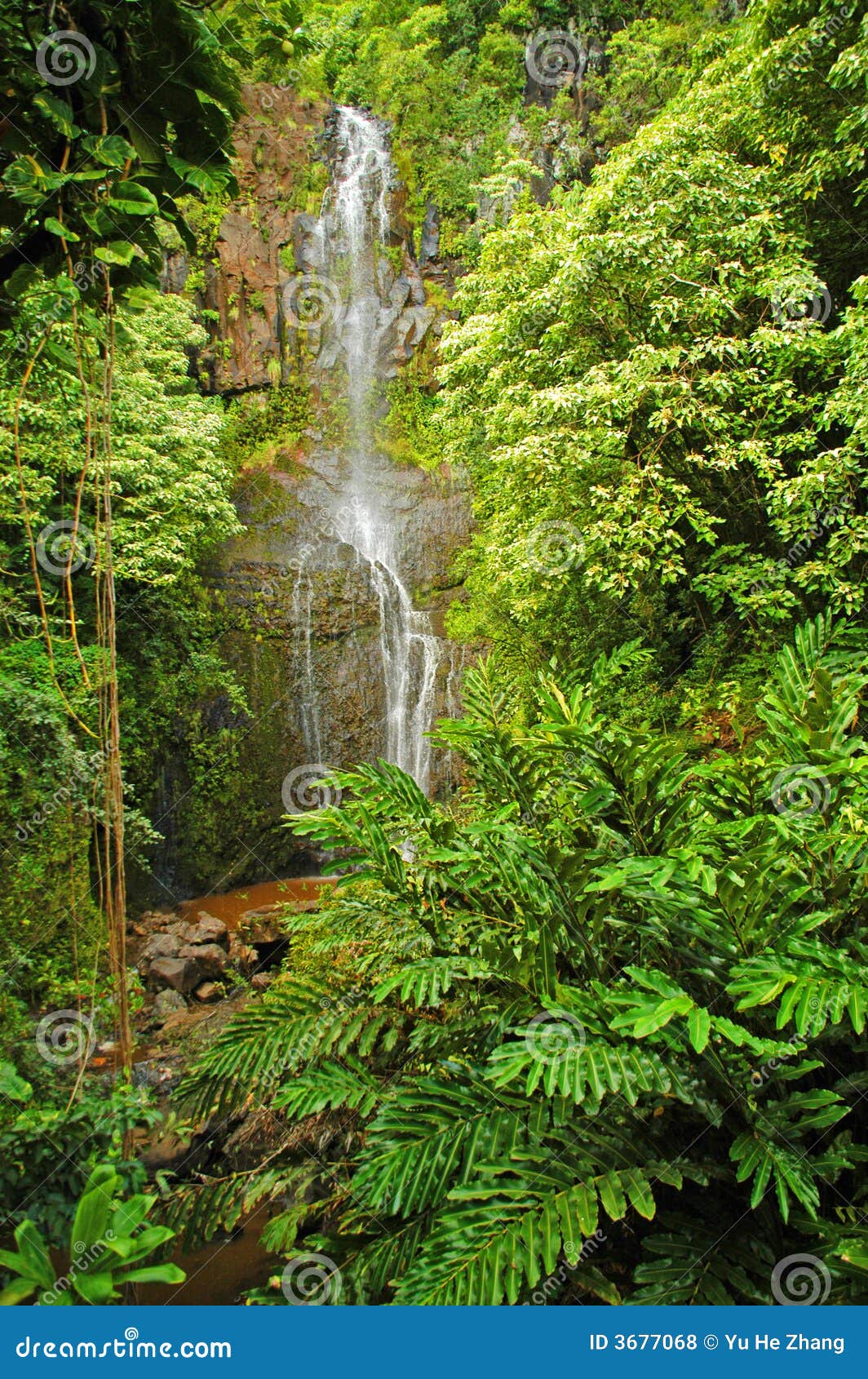 Maui, Hawaii Waterfall stock photo. Image of leaf, tropical - 3677068