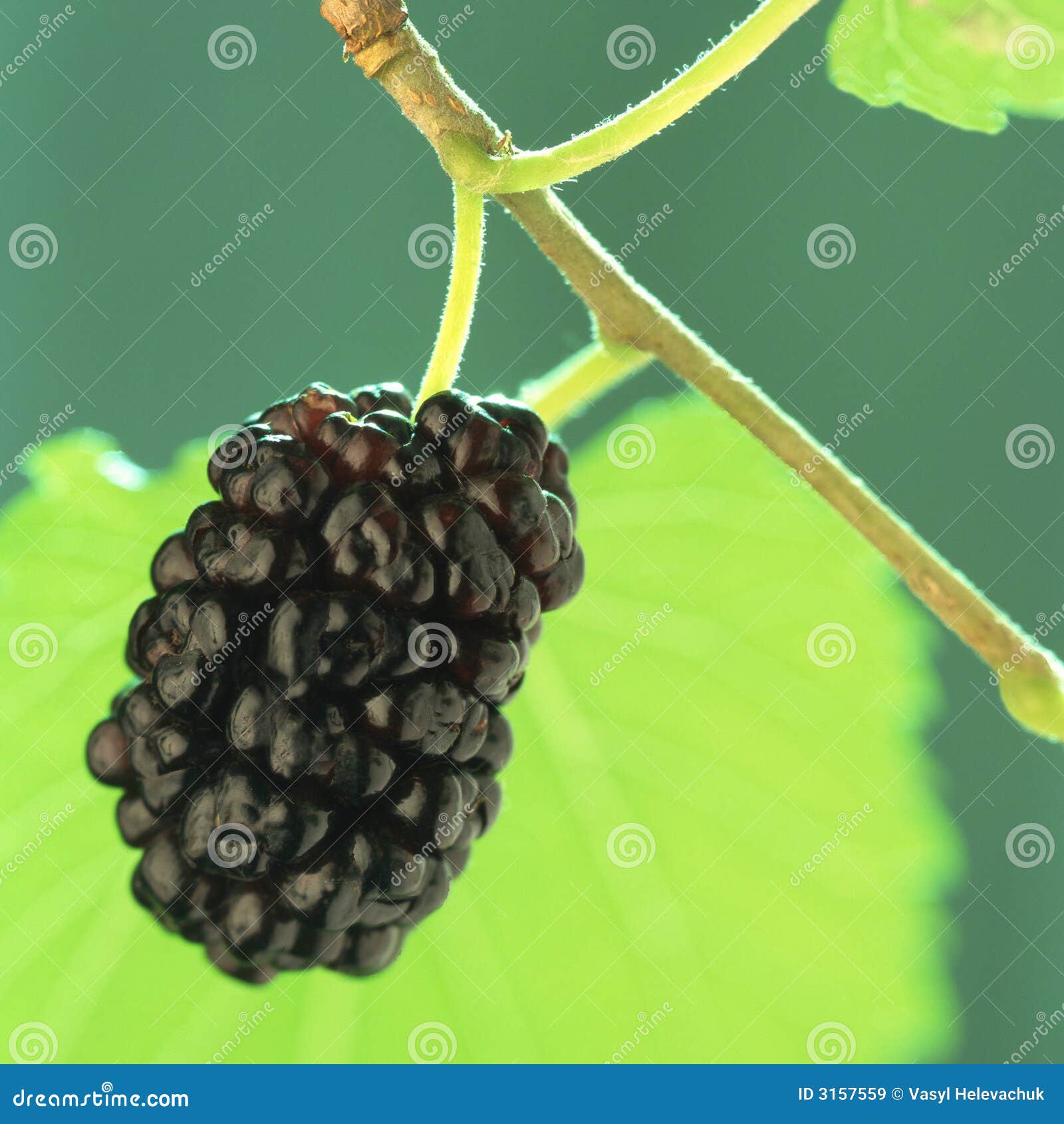 Maulbeere, stockbild. Bild von ernährung, agronomie, frucht - 3157559
