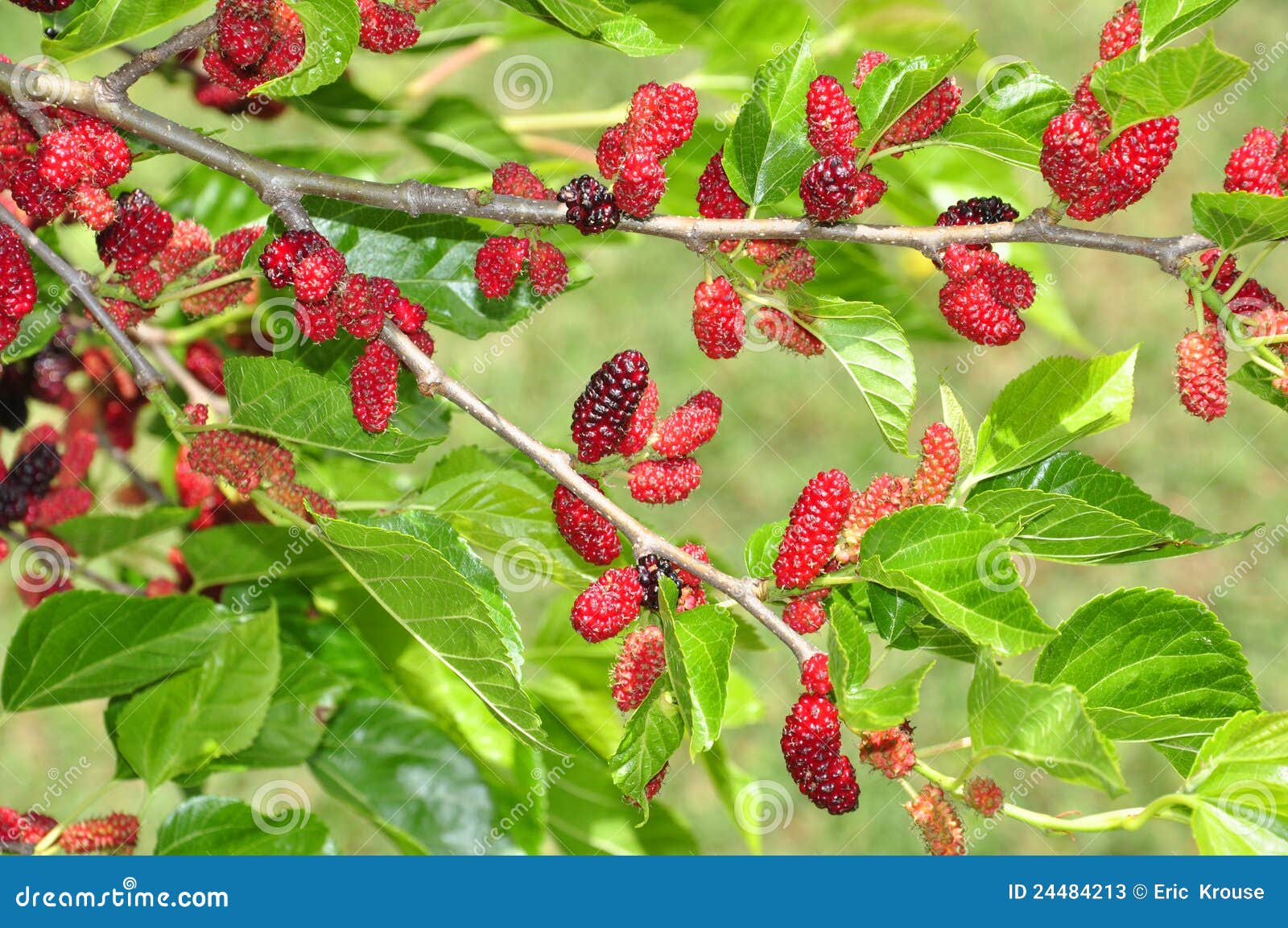 Maulbeere-Baum stockbild. Bild von maulbeere, grün, nachtische - 24484213