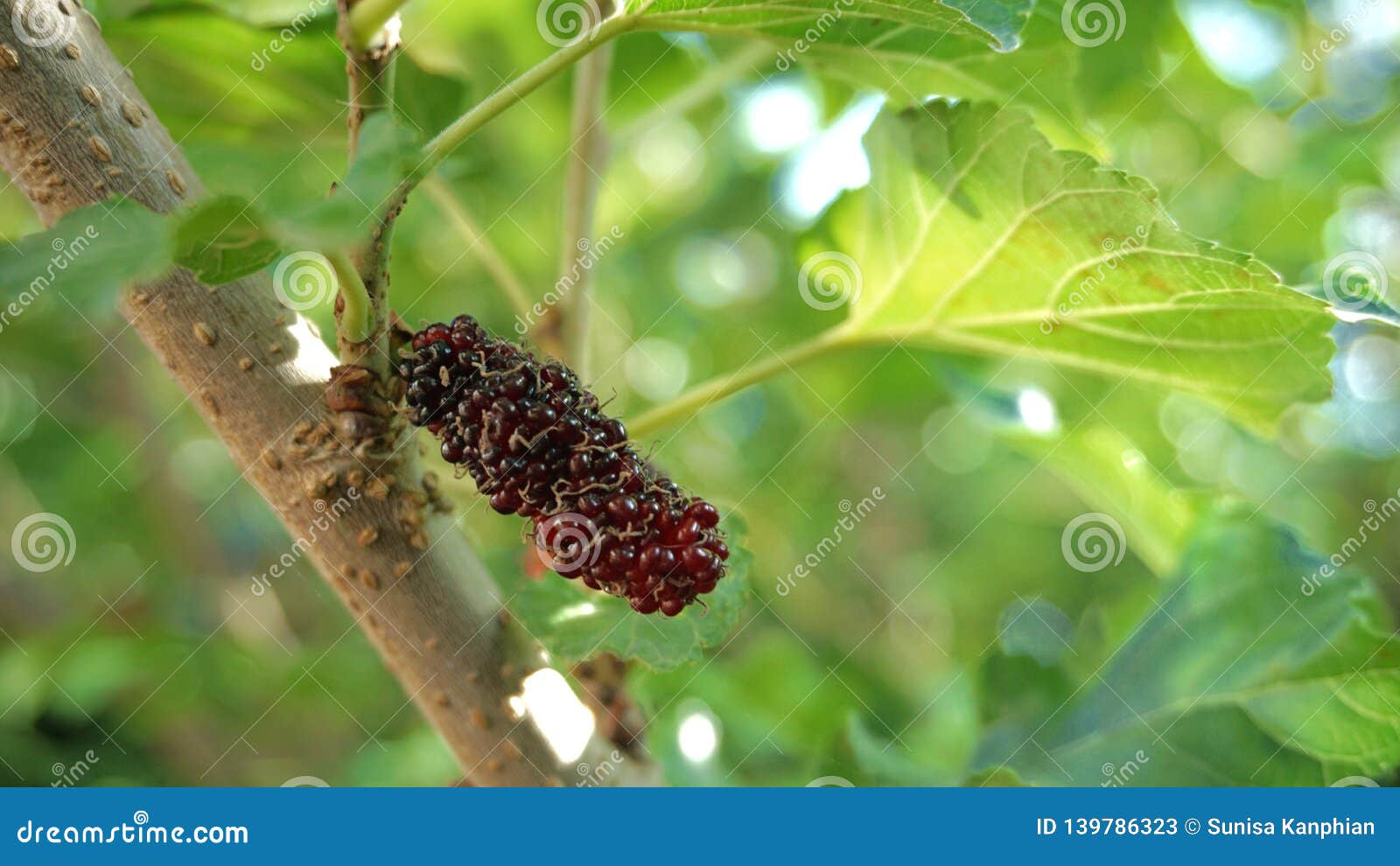 Maulbeere Stockfotos und Bilder - Laden Sie 22,857 lizenzfreie Fotos ...