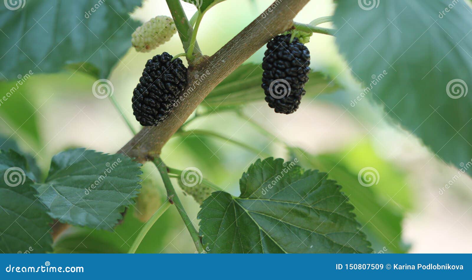 Maulbeere Im Garten, Sommer Stockbild - Bild von gruppe, busch: 150807509