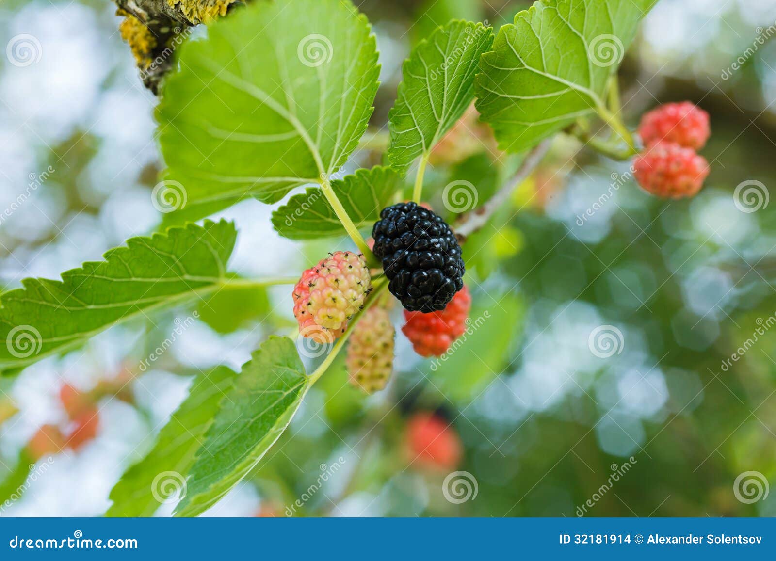 Maulbeeren stockfoto. Bild von nahrung, nahaufnahme, sommer - 32181914