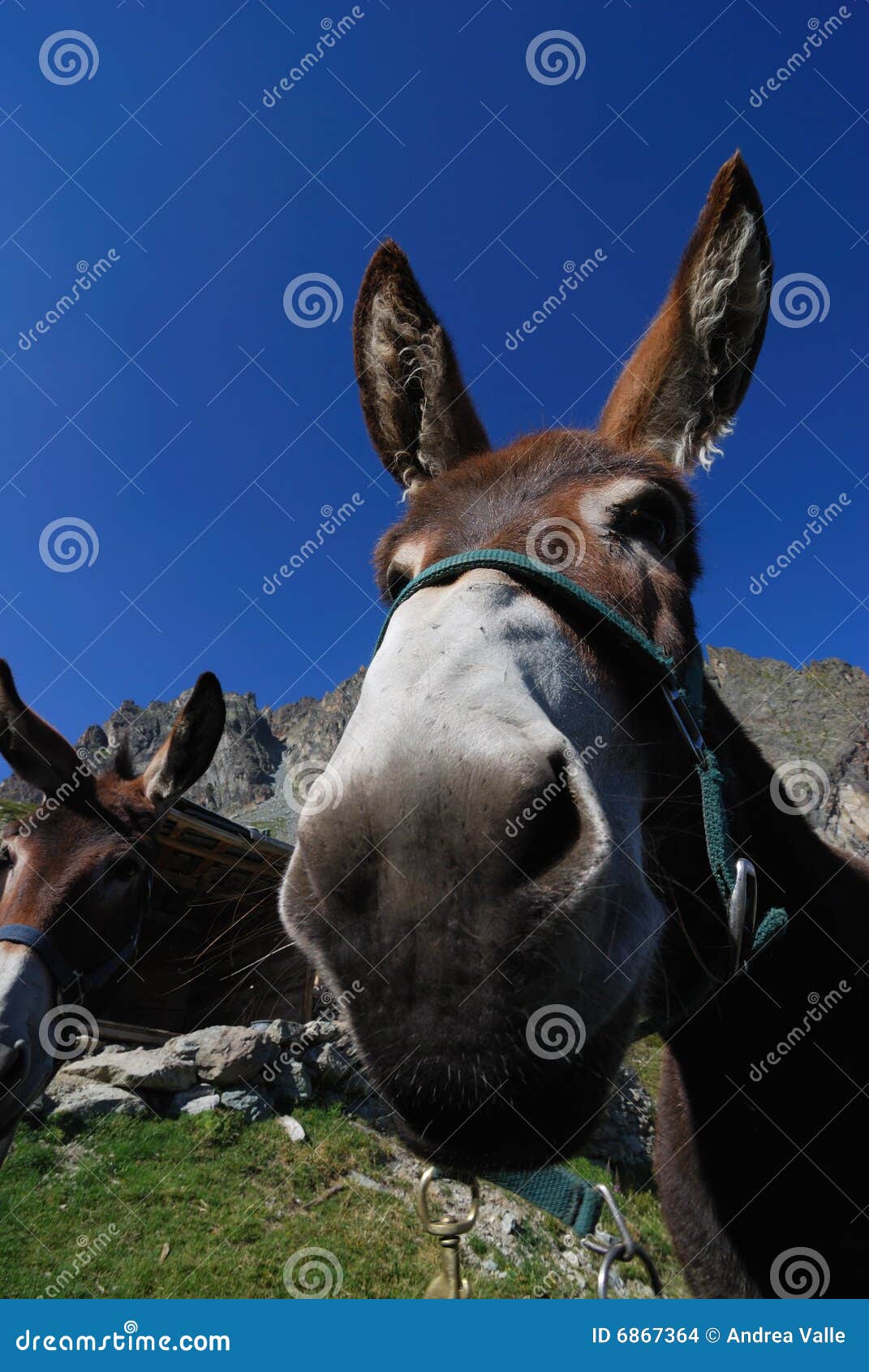 Maultier!! stockfoto. Bild von farbe, arbeit, pfad, lustig - 6867364