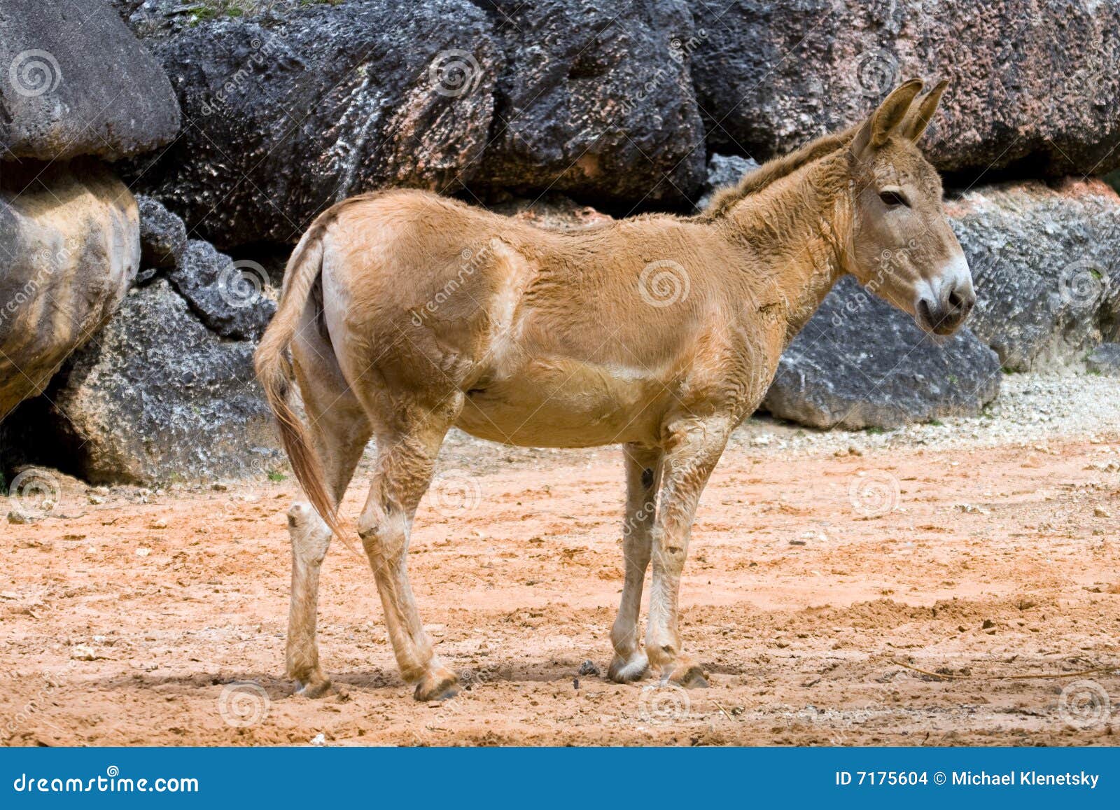 Maultier stockfoto. Bild von nave, landwirtschaftlich - 7175604