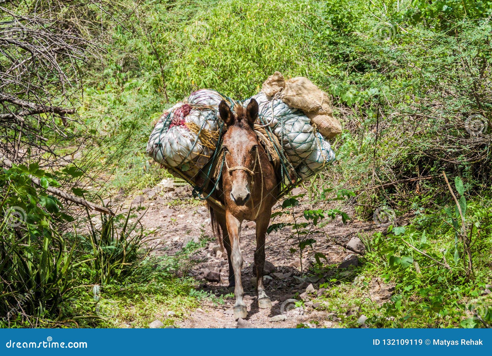 Maultier auf einem Weg stockbild. Bild von entfernt - 132109119