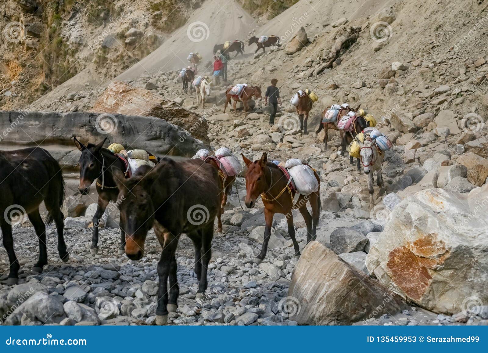 Maultiere Und Esel, Die Last Tragen Redaktionelles Stockfoto - Bild von ...