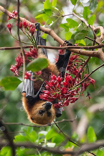 Mauritian Fruit Bat or Flying Fox, Pteropus Niger Stock Image - Image ...