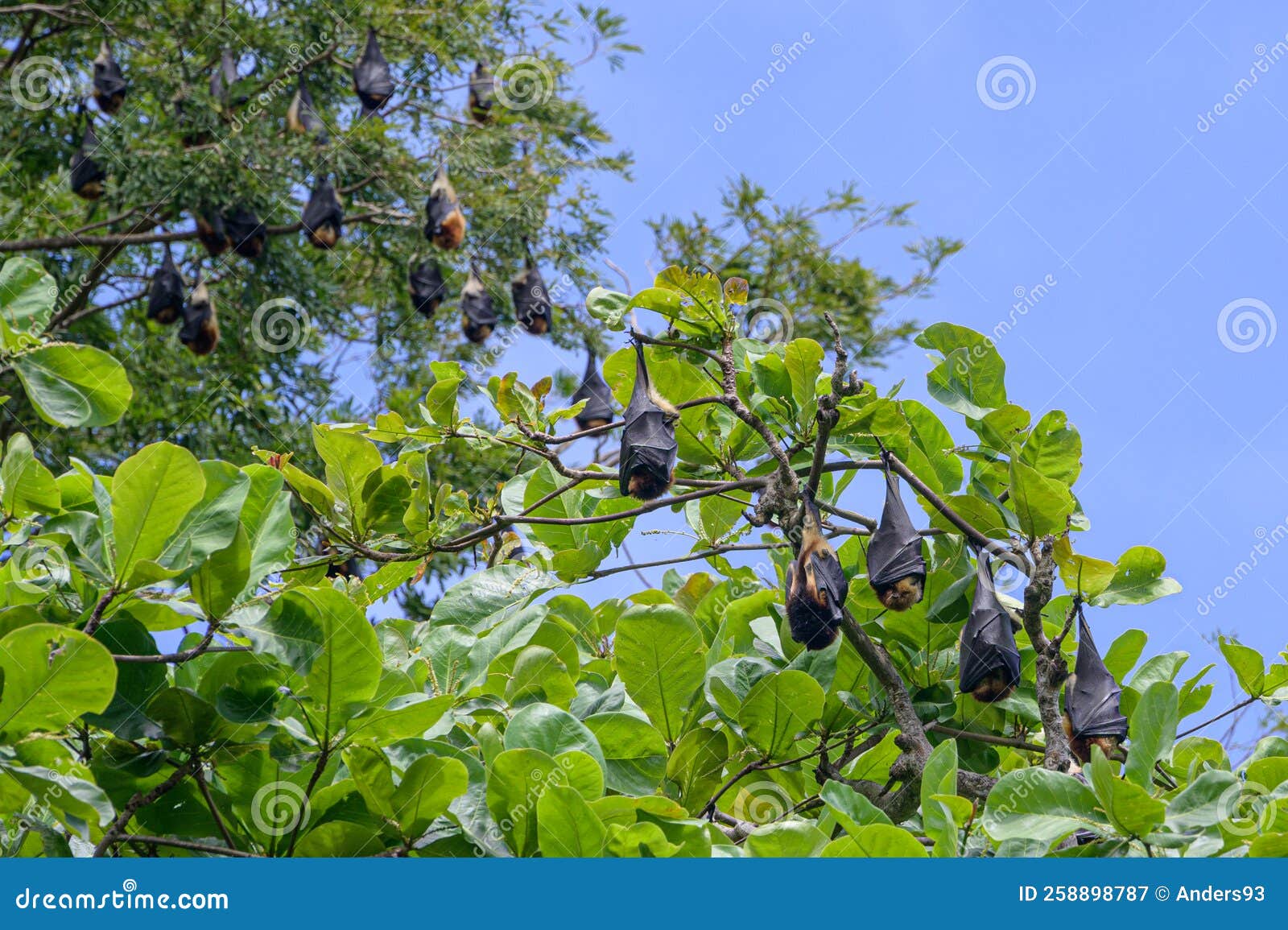 Mauritian Fruit Bat or Flying Fox, Pteropus Niger Stock Image - Image ...