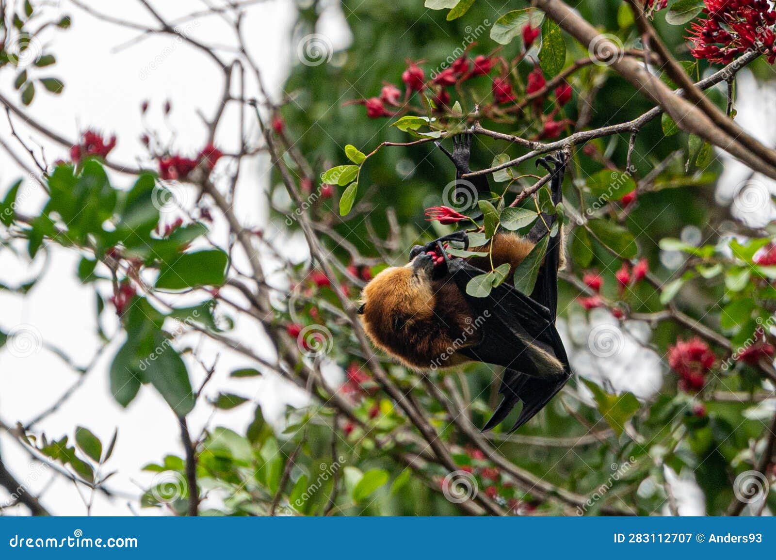 Mauritian Fruit Bat or Flying Fox, Pteropus Niger Stock Image - Image ...