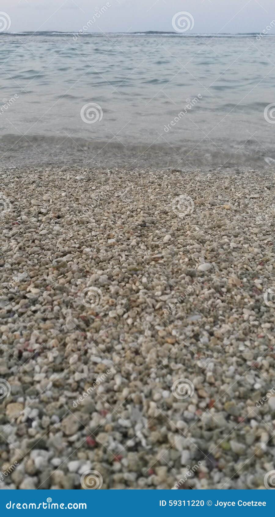 Mauritian Shell Photos - Free & Royalty-Free Stock Photos from Dreamstime