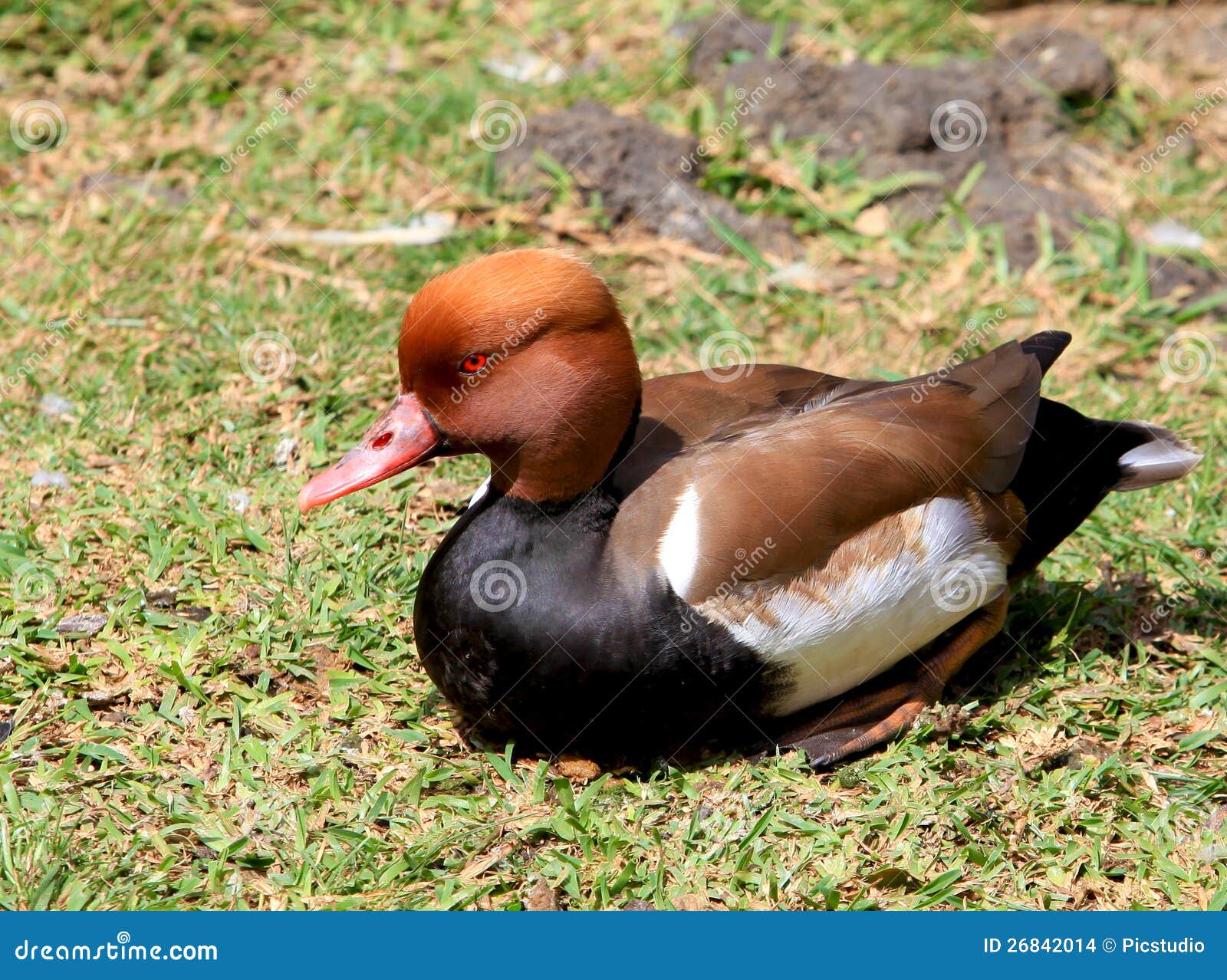 Mauritiun duck stock photo. Image of duck, mauritius - 26842014