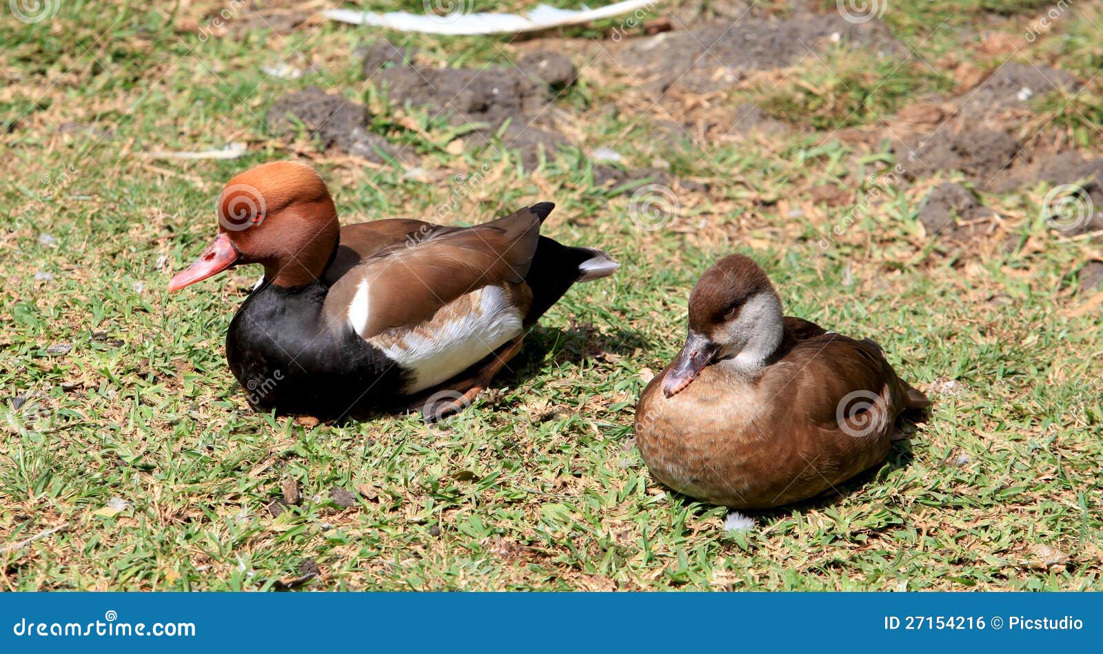 Mauritiun ducks stock photo. Image of mauritius, beak - 27154216