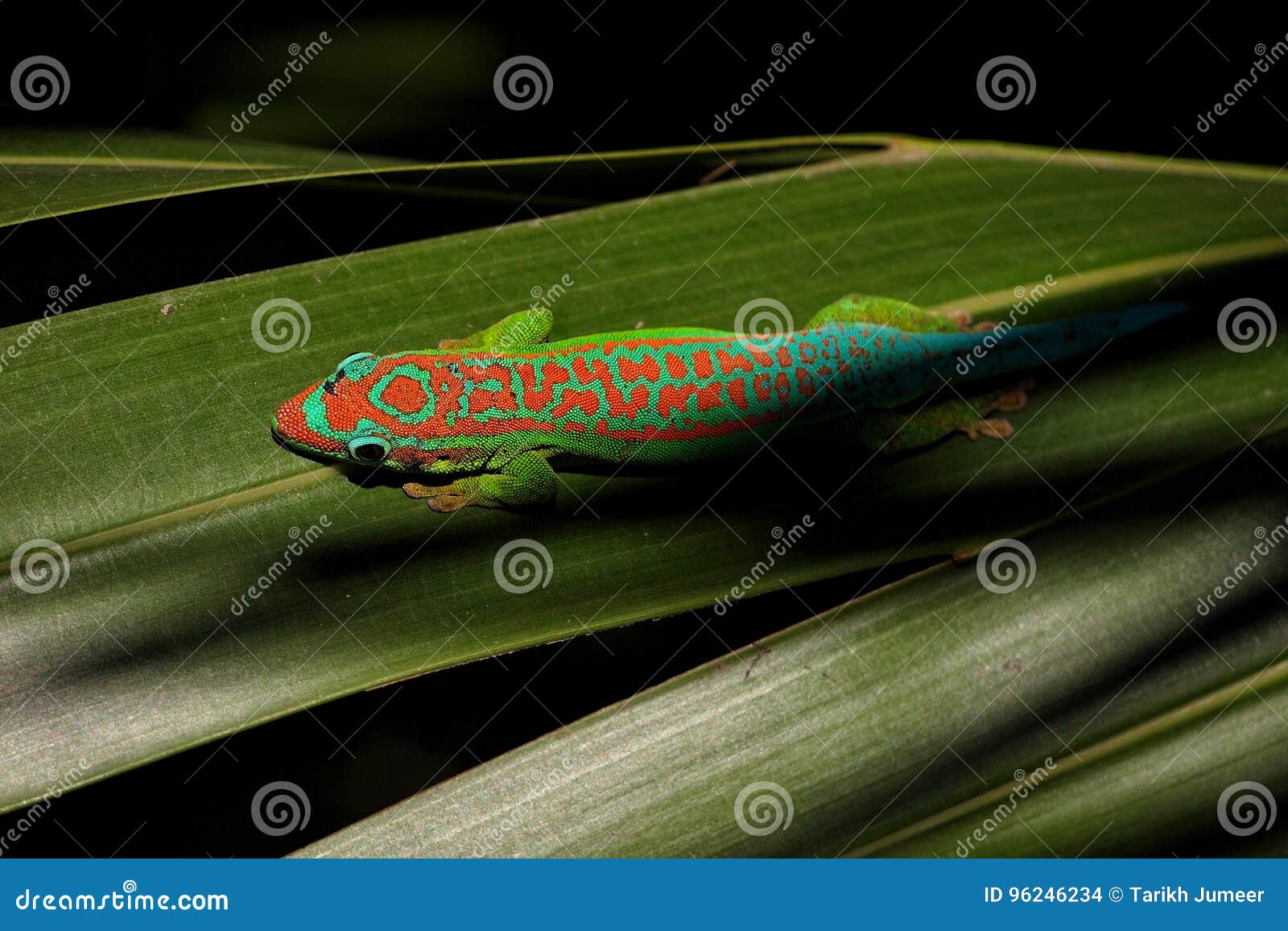 Mauritius Day Gecko on Leaf Stock Photo - Image of mauritian, texture ...