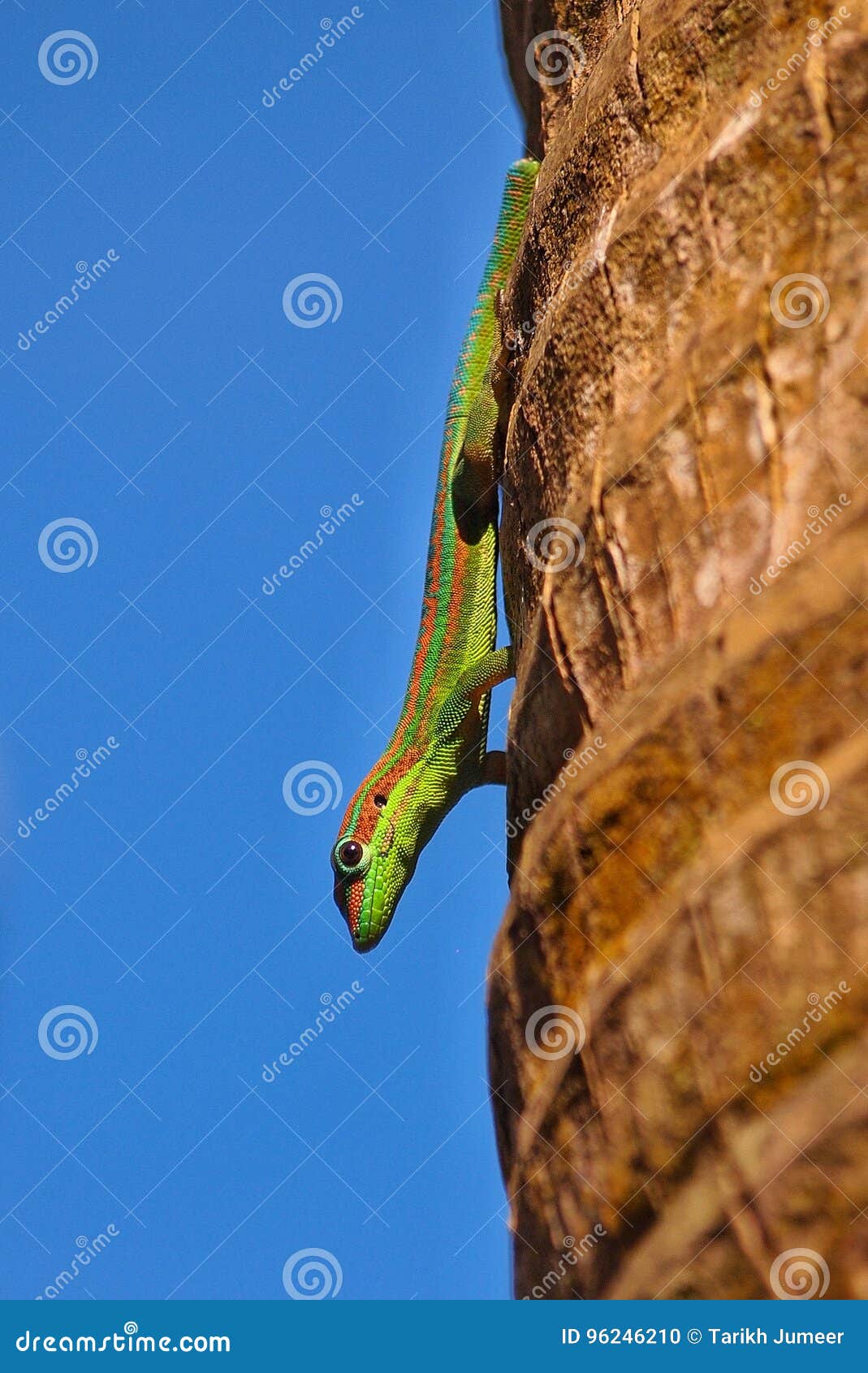 Mauritius Day Gecko on Tree Stock Photo - Image of lizard, tropical ...