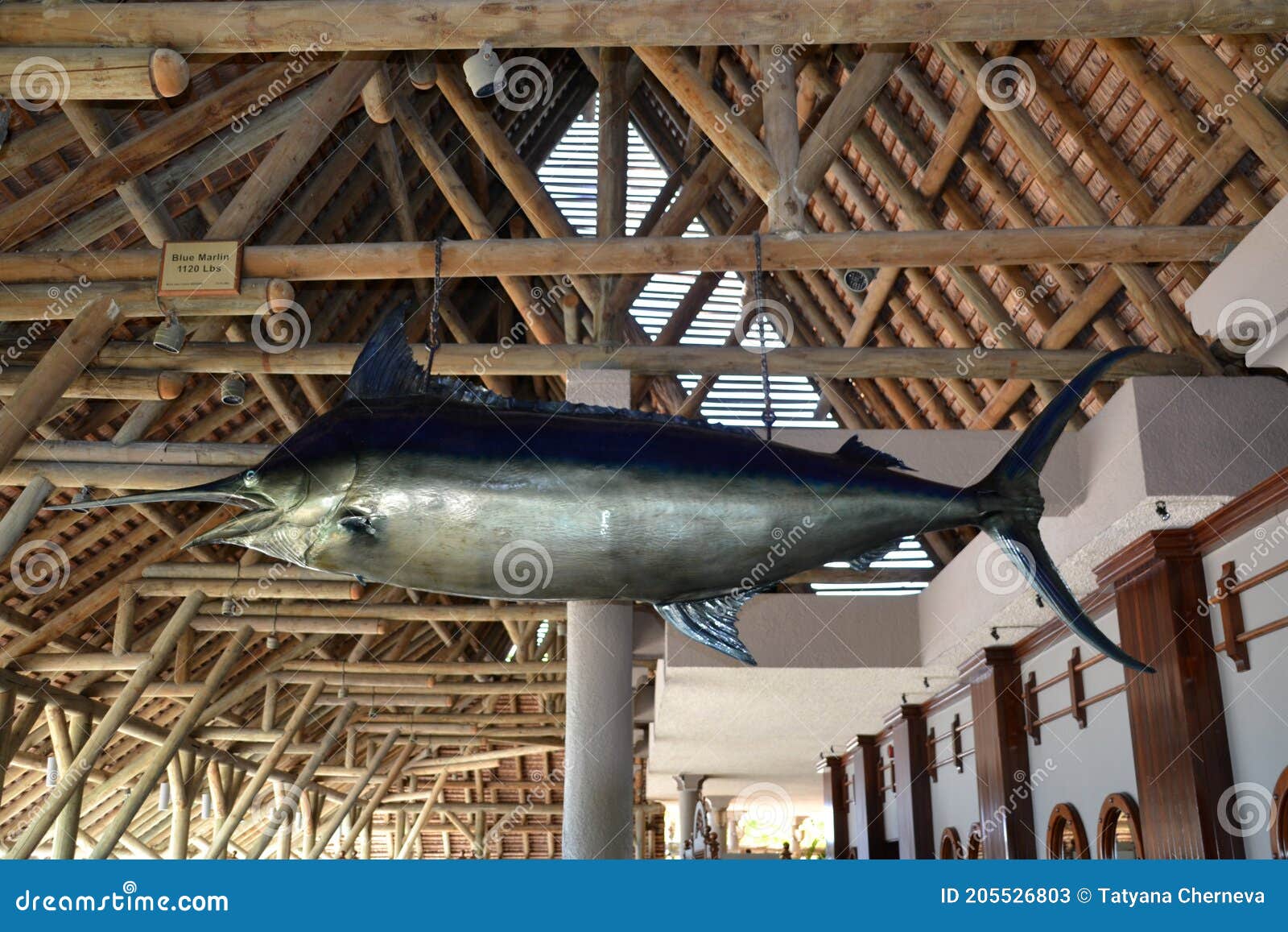 Mauritius Fish Marlin Fish Big Fish Editorial Stock Photo - Image of ...