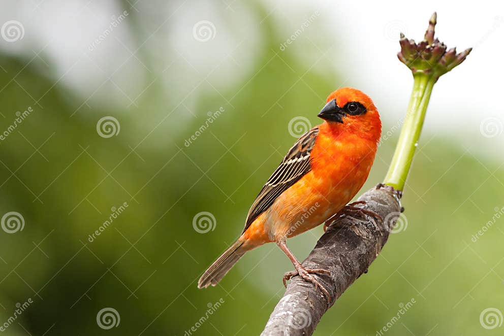 Mauritius Fody stock image. Image of weaver, yellow, colors - 21617955