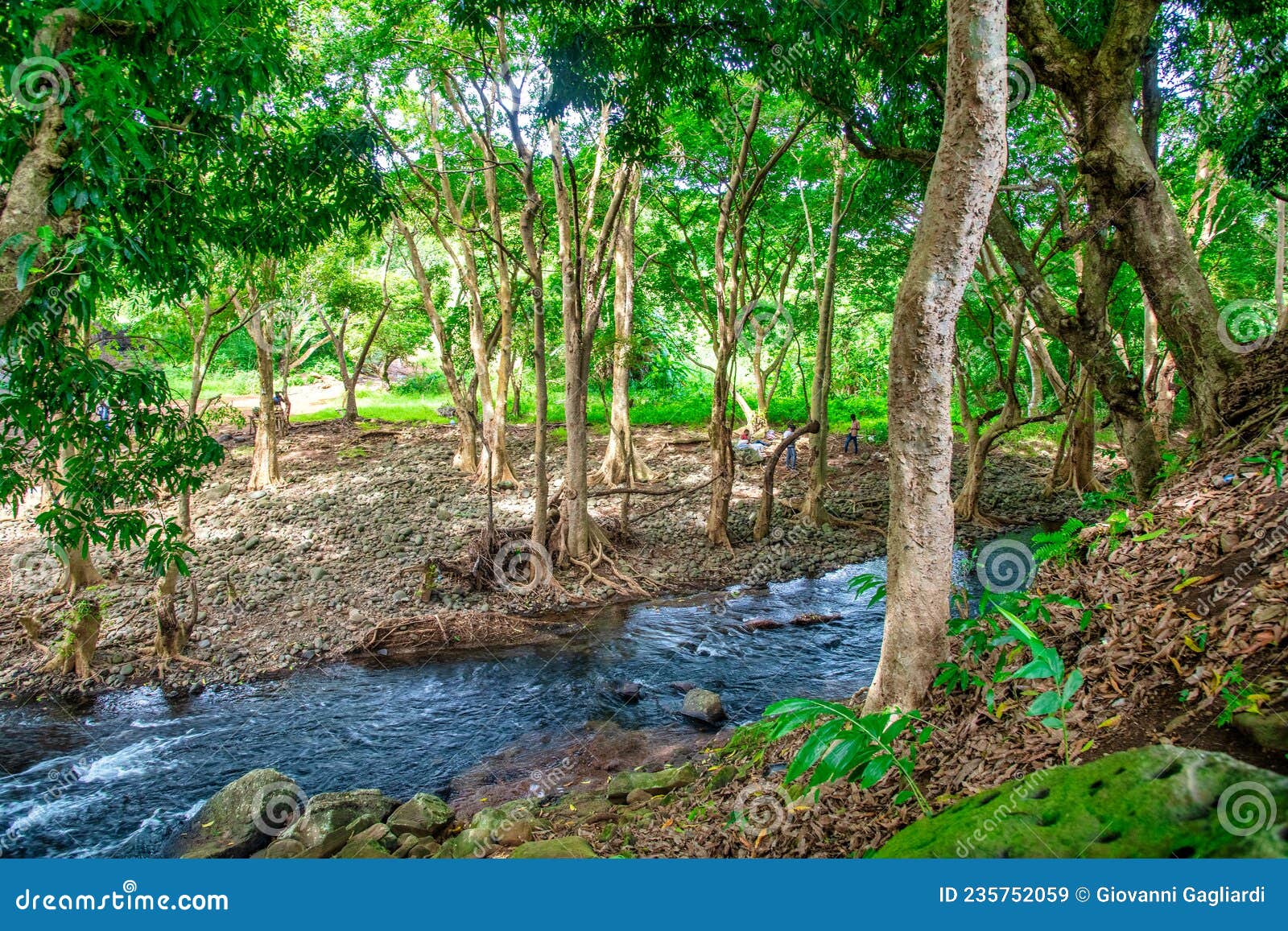 Mauritius Forest, Trees and Creek Stock Image - Image of spring, wood ...