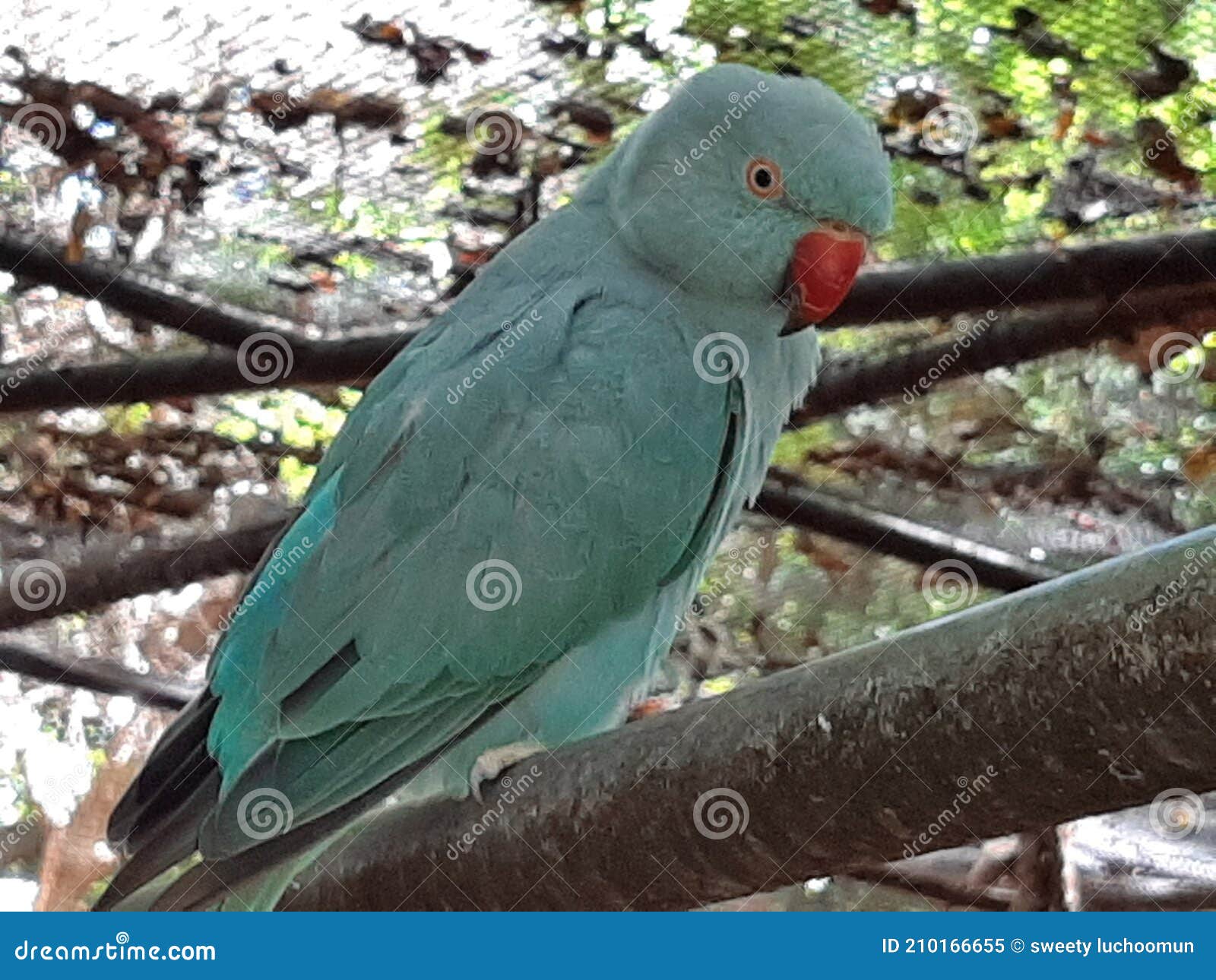Mauritius Island Casela Parrot Stock Image - Image of beak, branch ...