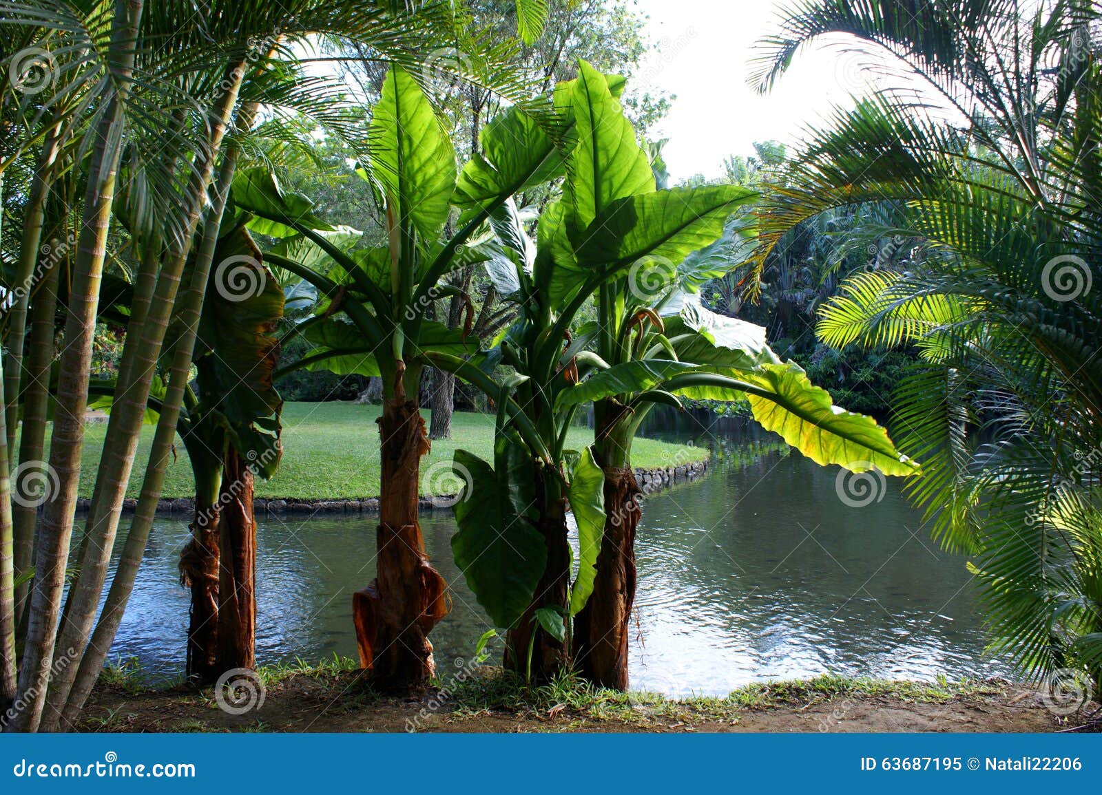 Mauritius. Pamplemousses Botanical Garden Stock Image - Image of ...
