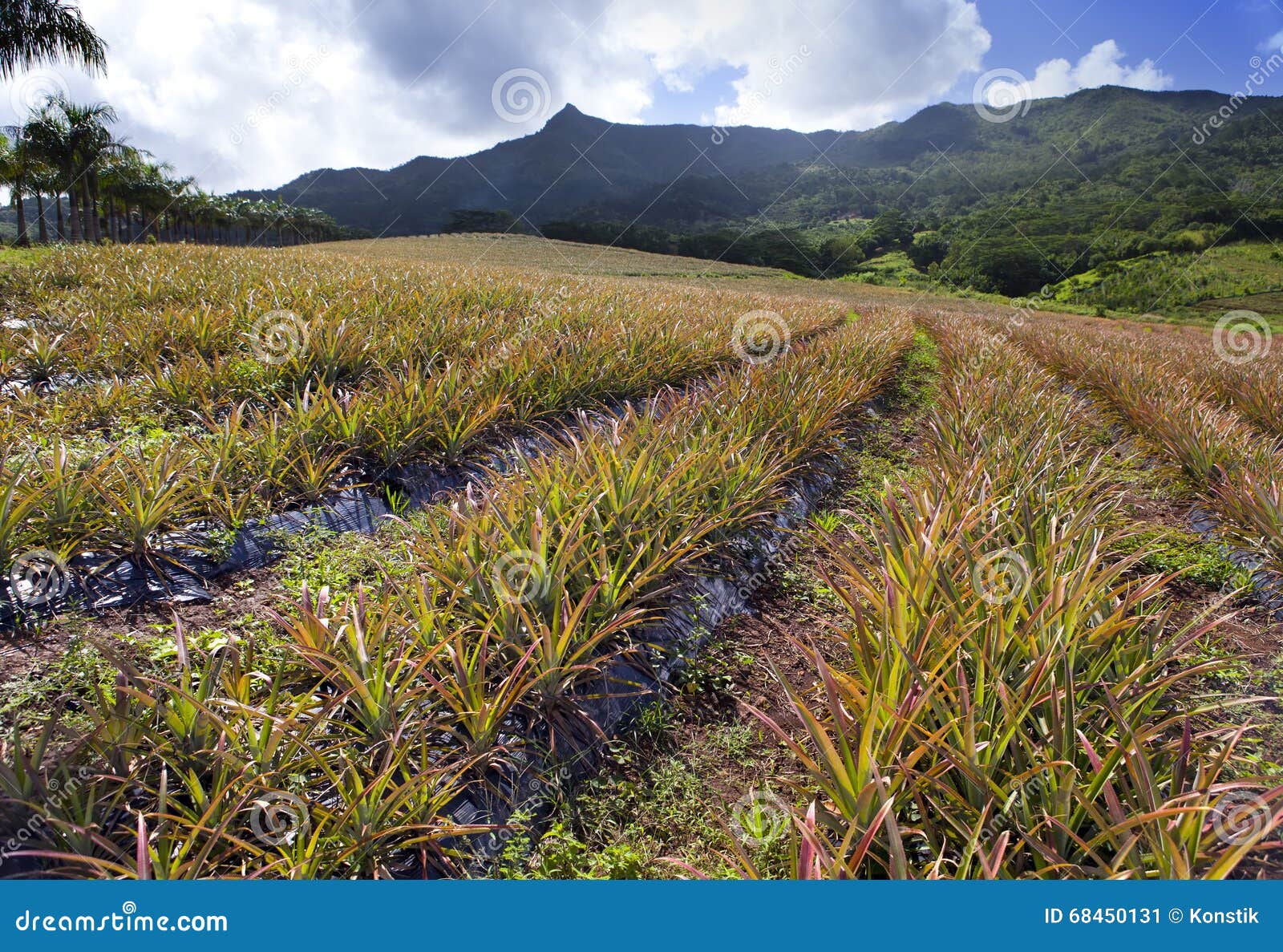 Mauritius. Plantations of Pineapples Stock Image - Image of meadow ...