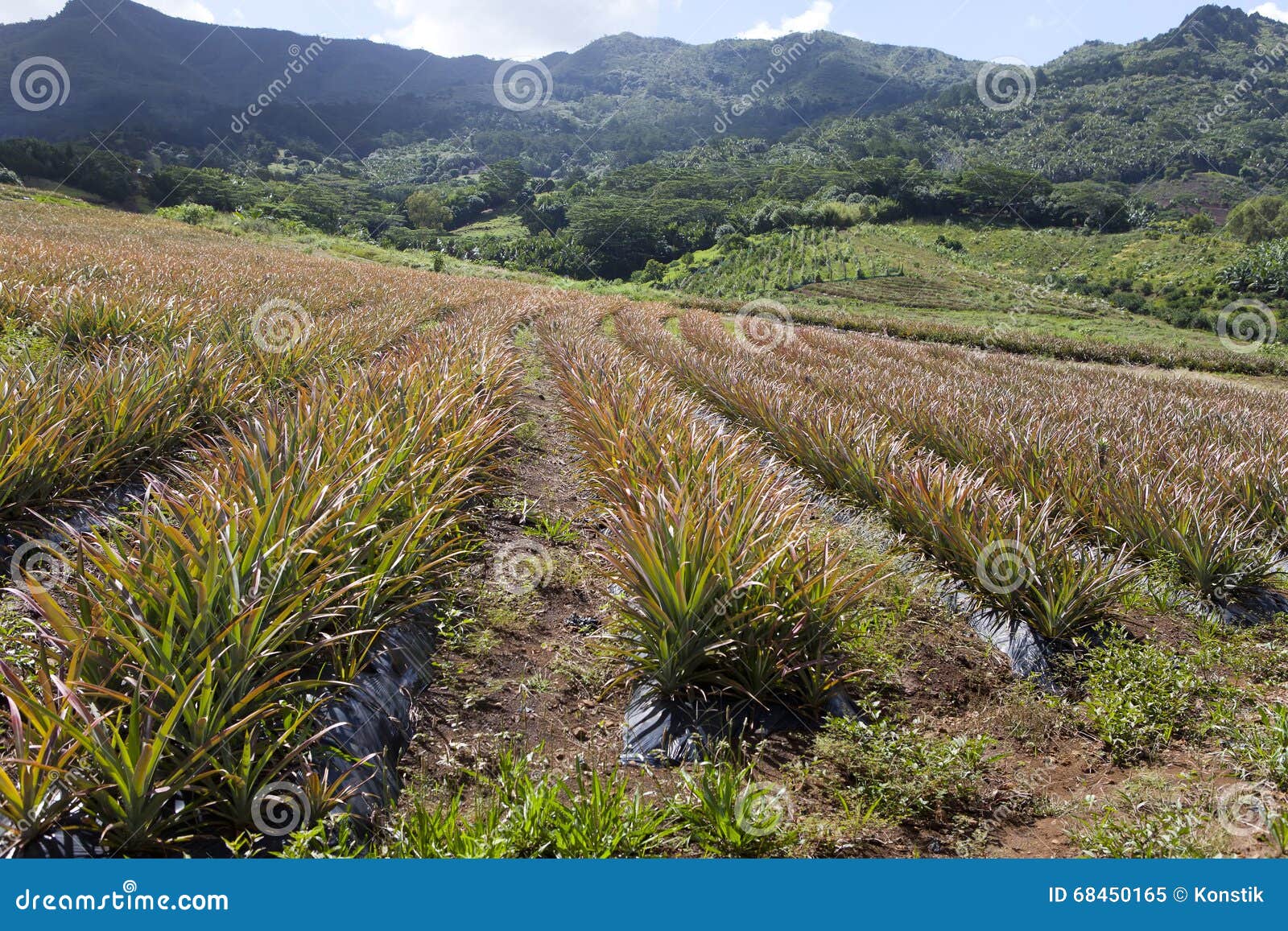 Mauritius. Plantations of Pineapples. Stock Image - Image of nature ...