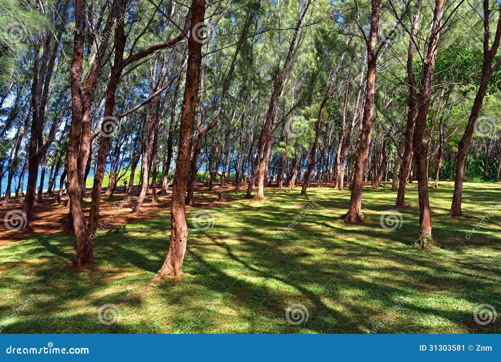 Mauritius stock image. Image of wood, botany, shadow - 31303581