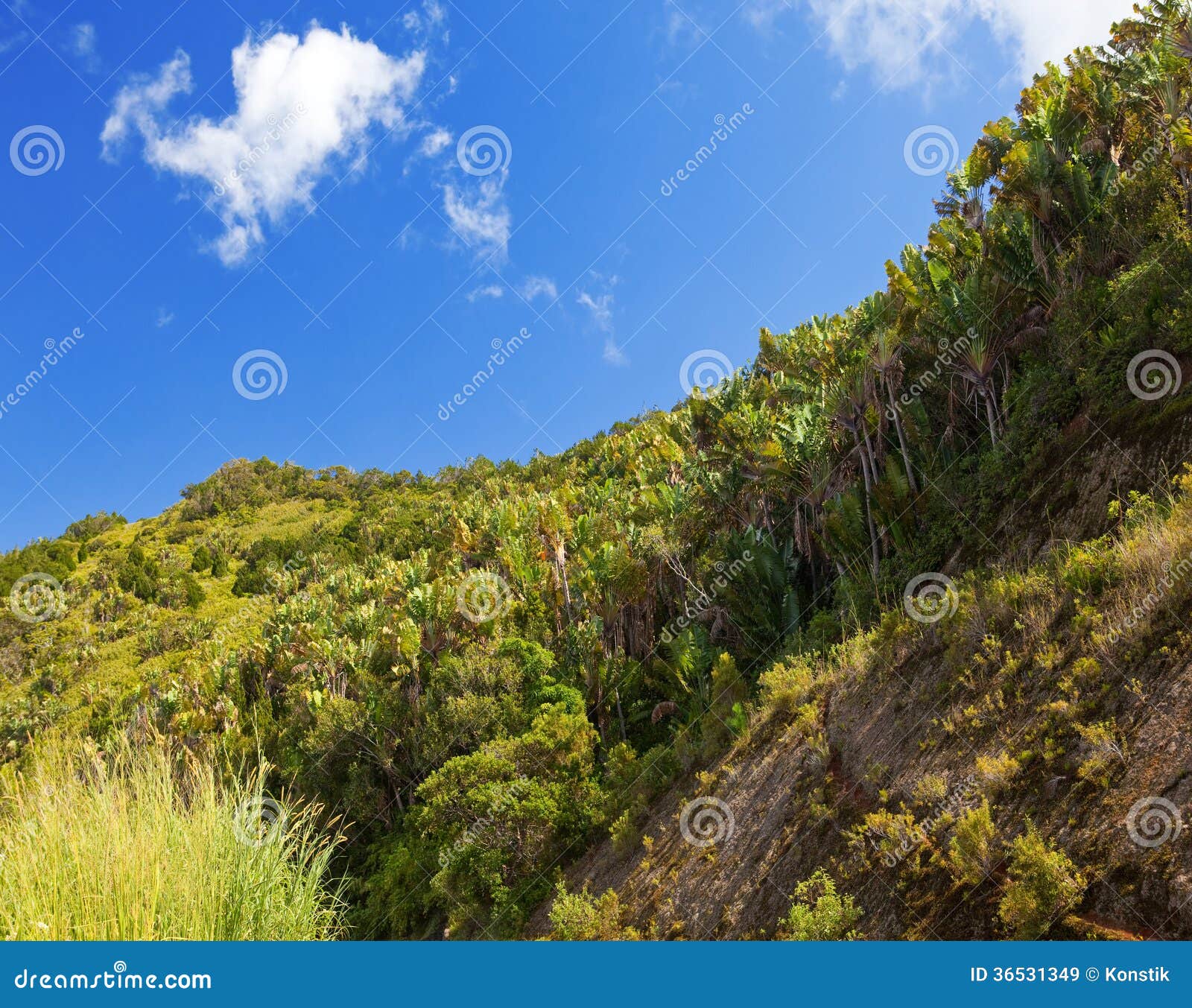 Mauritius. Tropical Plants in Sunny Day Stock Image - Image of exotic ...