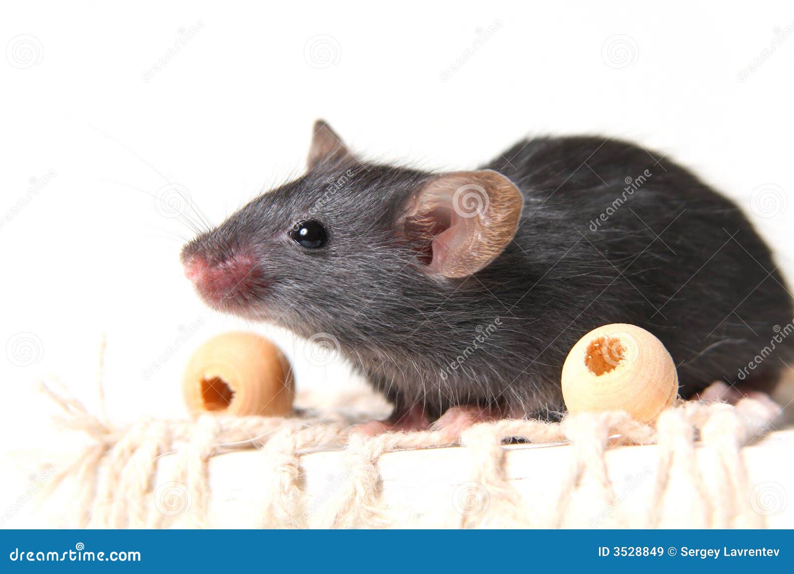 Maus Bild. Bild: 3528849