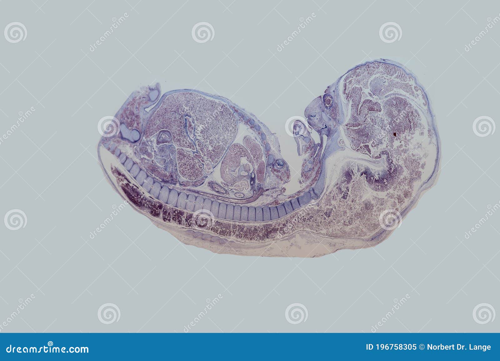 Entire mouse embryo stock image. Image of bowel, liver - 196758305