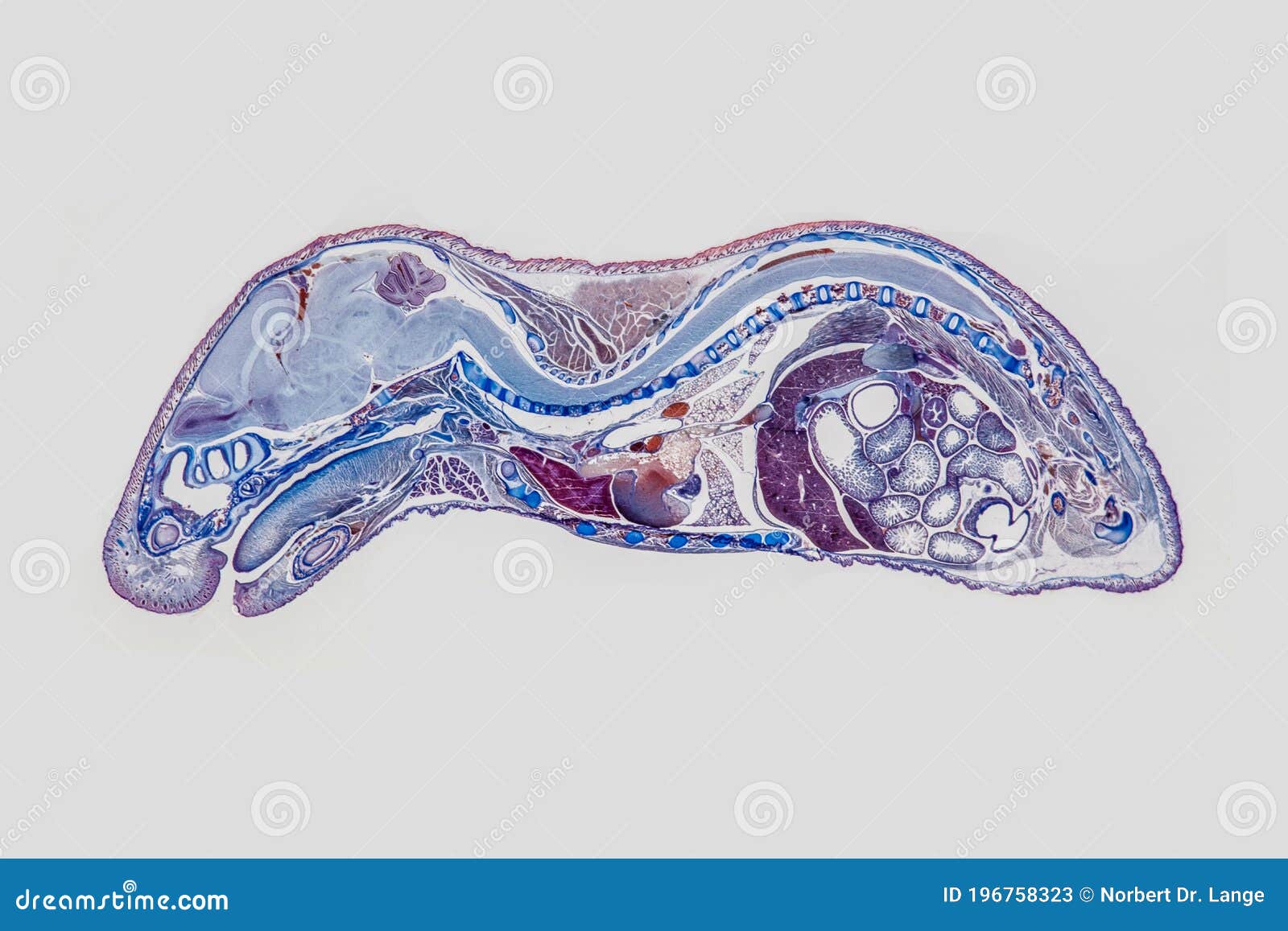 Entire mouse embryo stock image. Image of magnification - 196758323