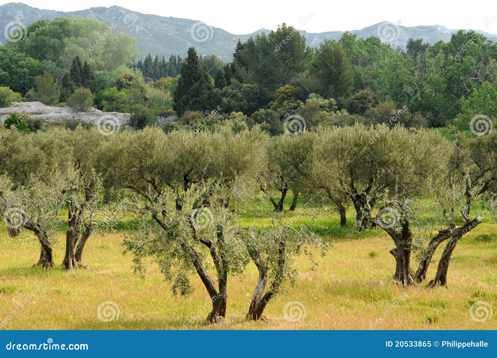 Maussane-les-Alpilles in Provence Stock Image - Image of tourist, hill ...